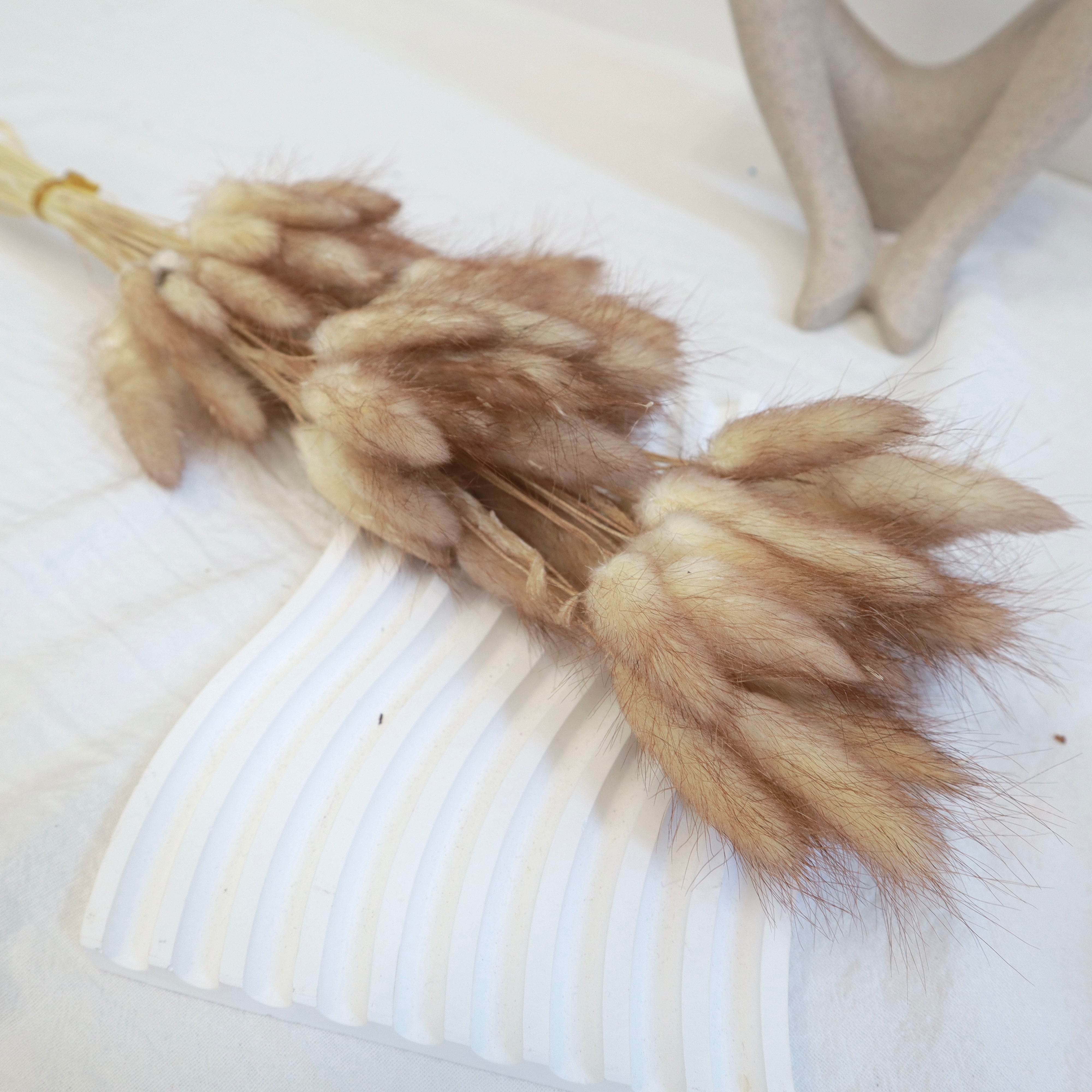 Bunny Tail – Floral Forest Wholesale