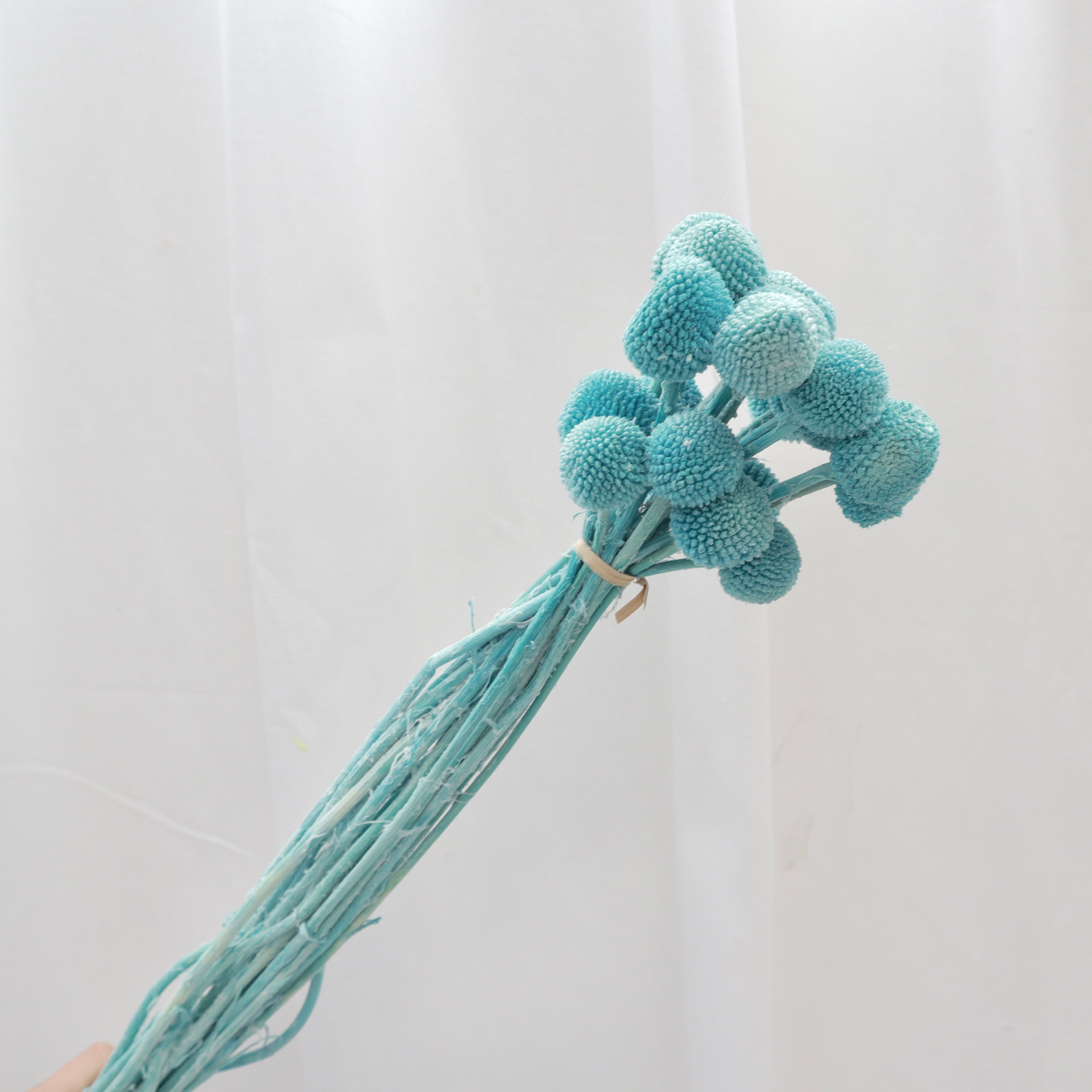 FLORAL FOREST Preserved and Dried Flowers Wholesale – Floral Forest ...