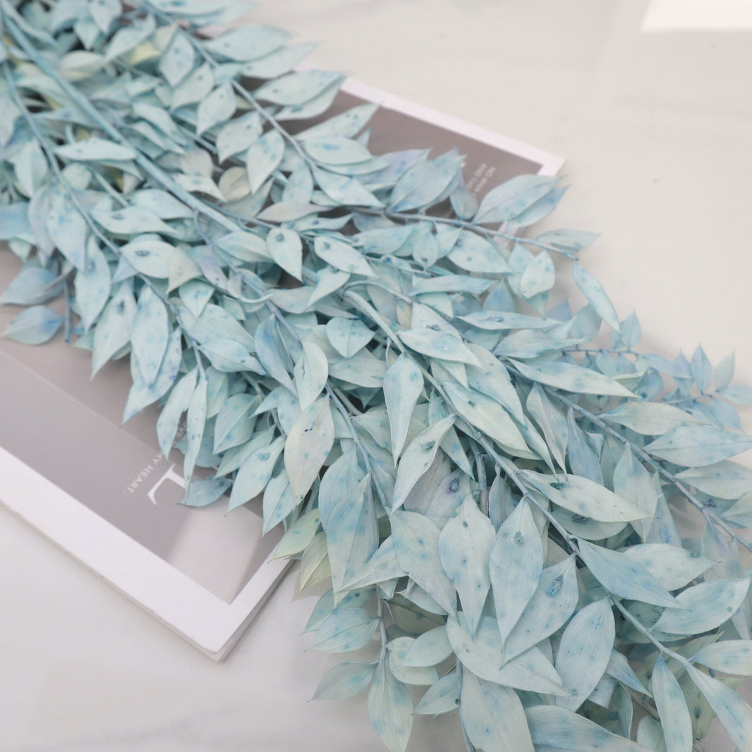 Italian Ruscus – Floral Forest Wholesale