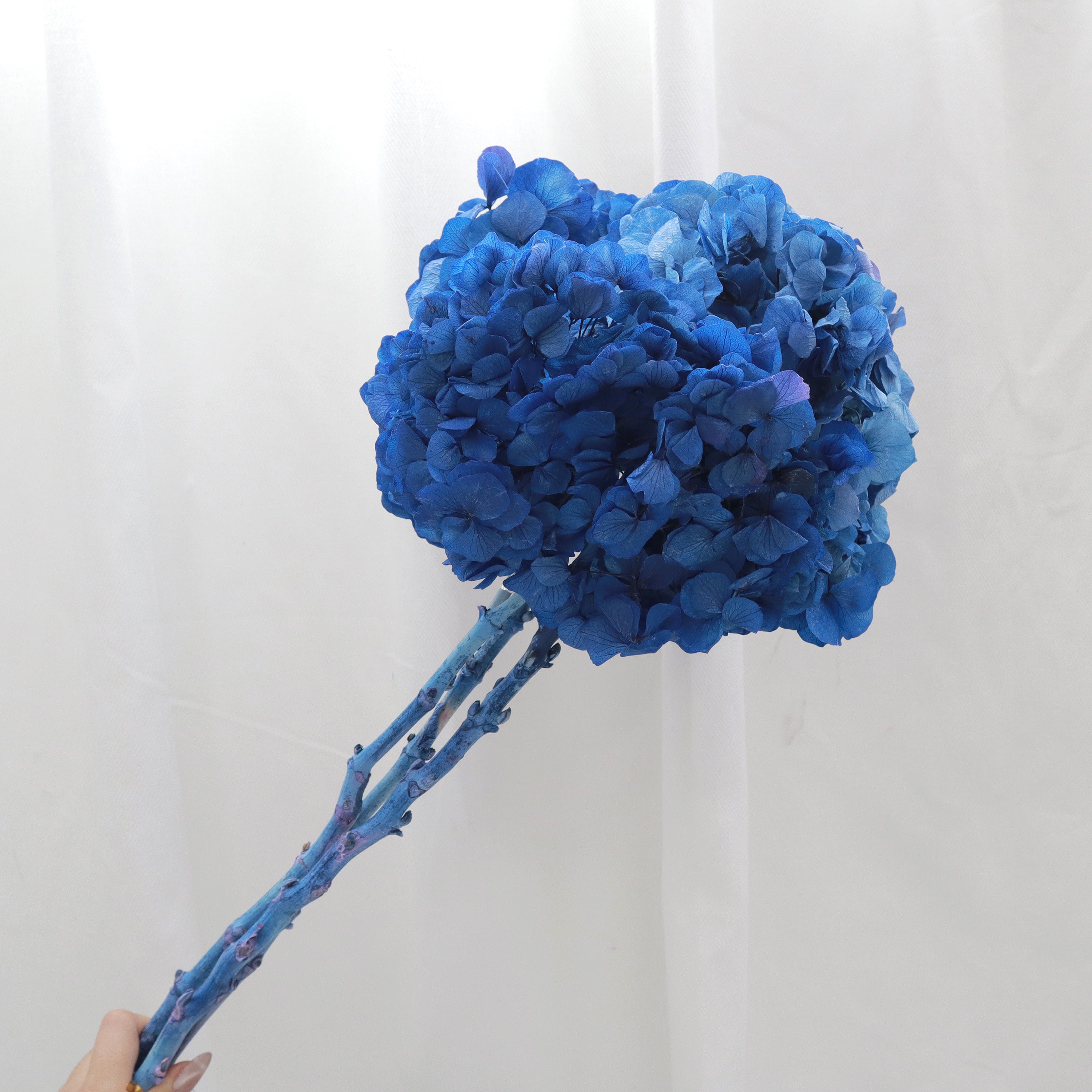 FLORAL FOREST Preserved and Dried Flowers Wholesale – Floral Forest ...