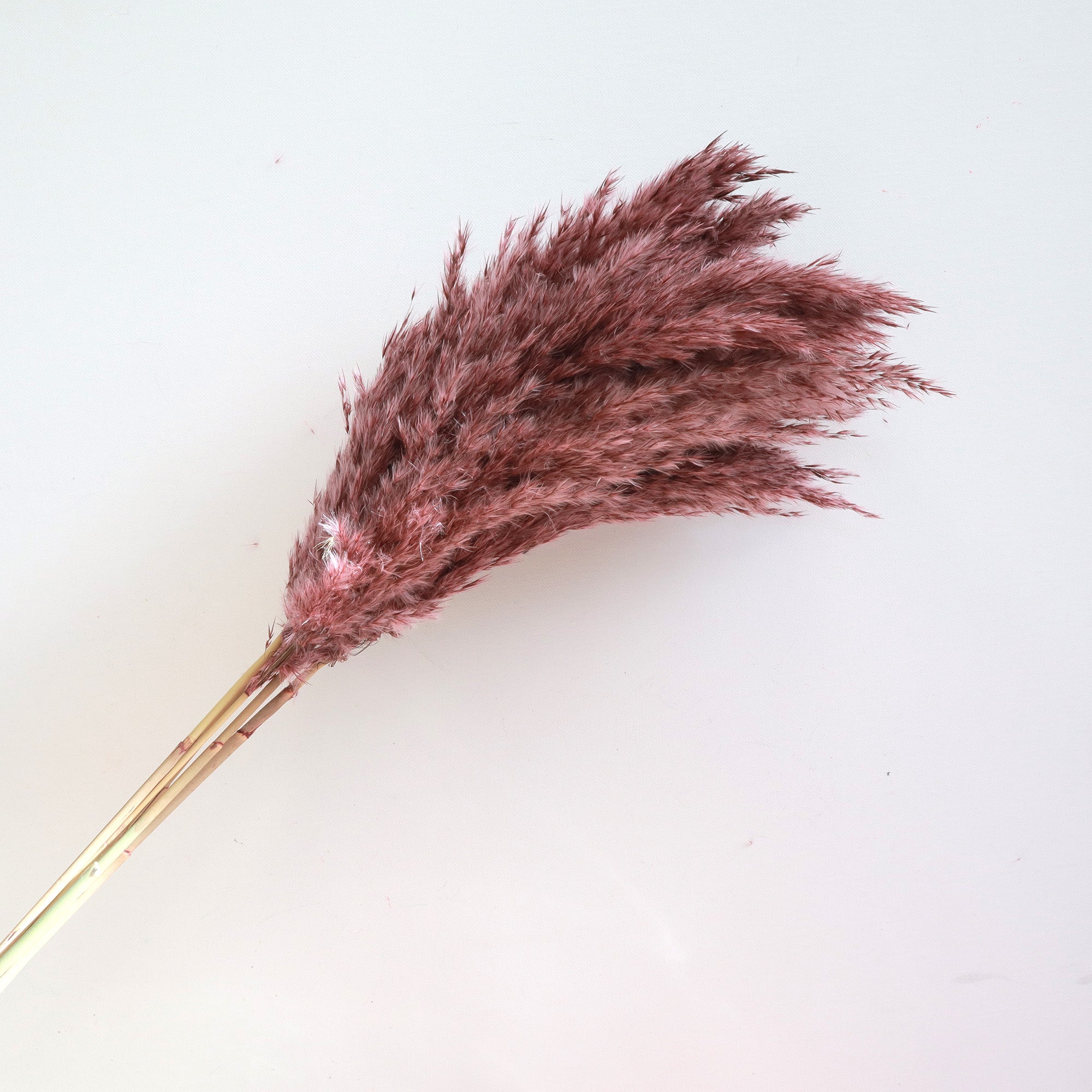 Giant Reeds – Floral Forest Wholesale