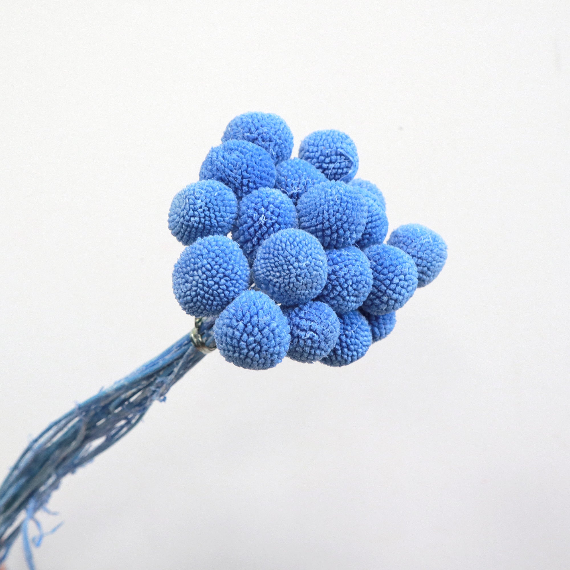 Billy Button – Floral Forest Wholesale