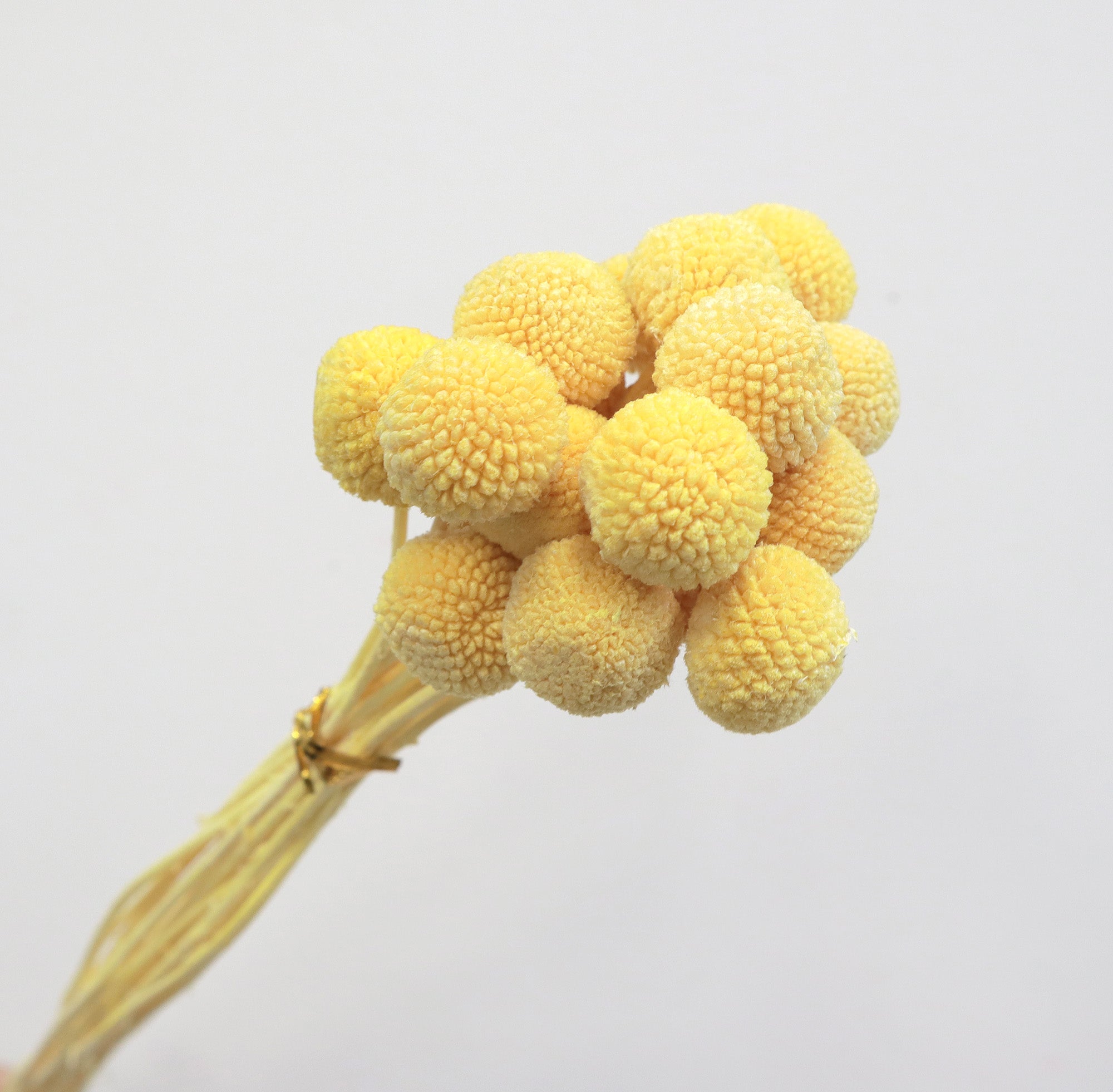 Billy Button – Floral Forest Wholesale