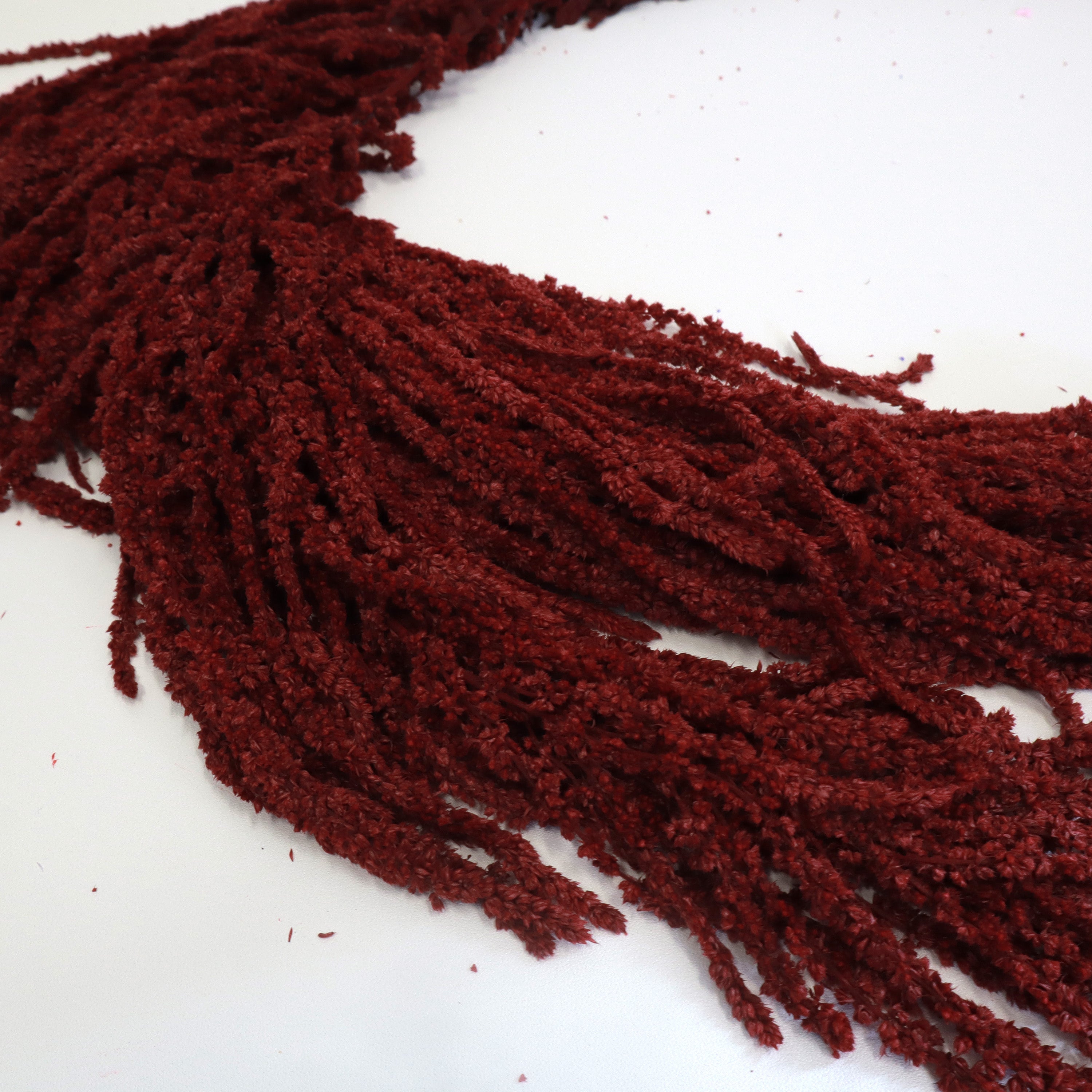 Amaranthus – Floral Forest Wholesale