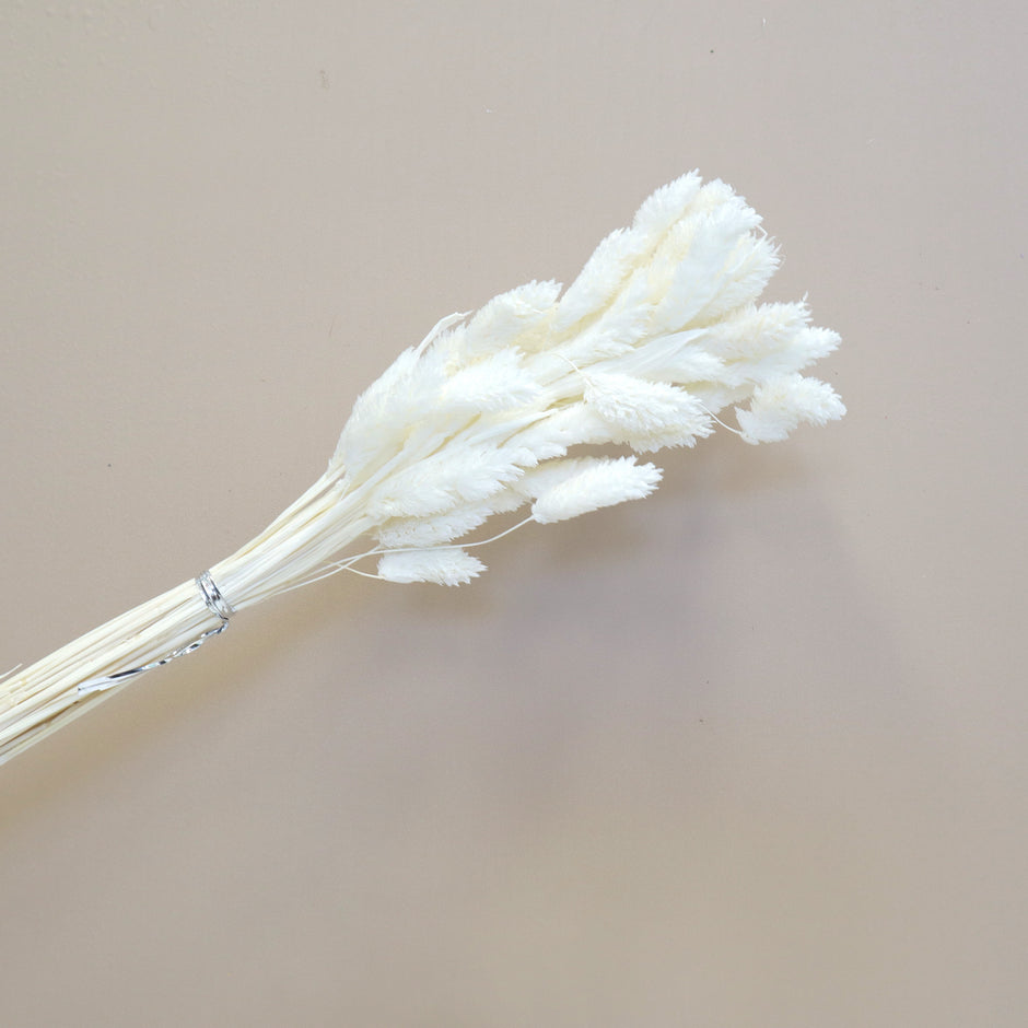 Gem Grass – Floral Forest Wholesale