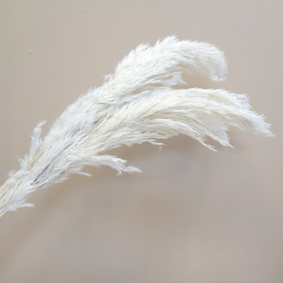 Giant Reeds – Floral Forest Wholesale