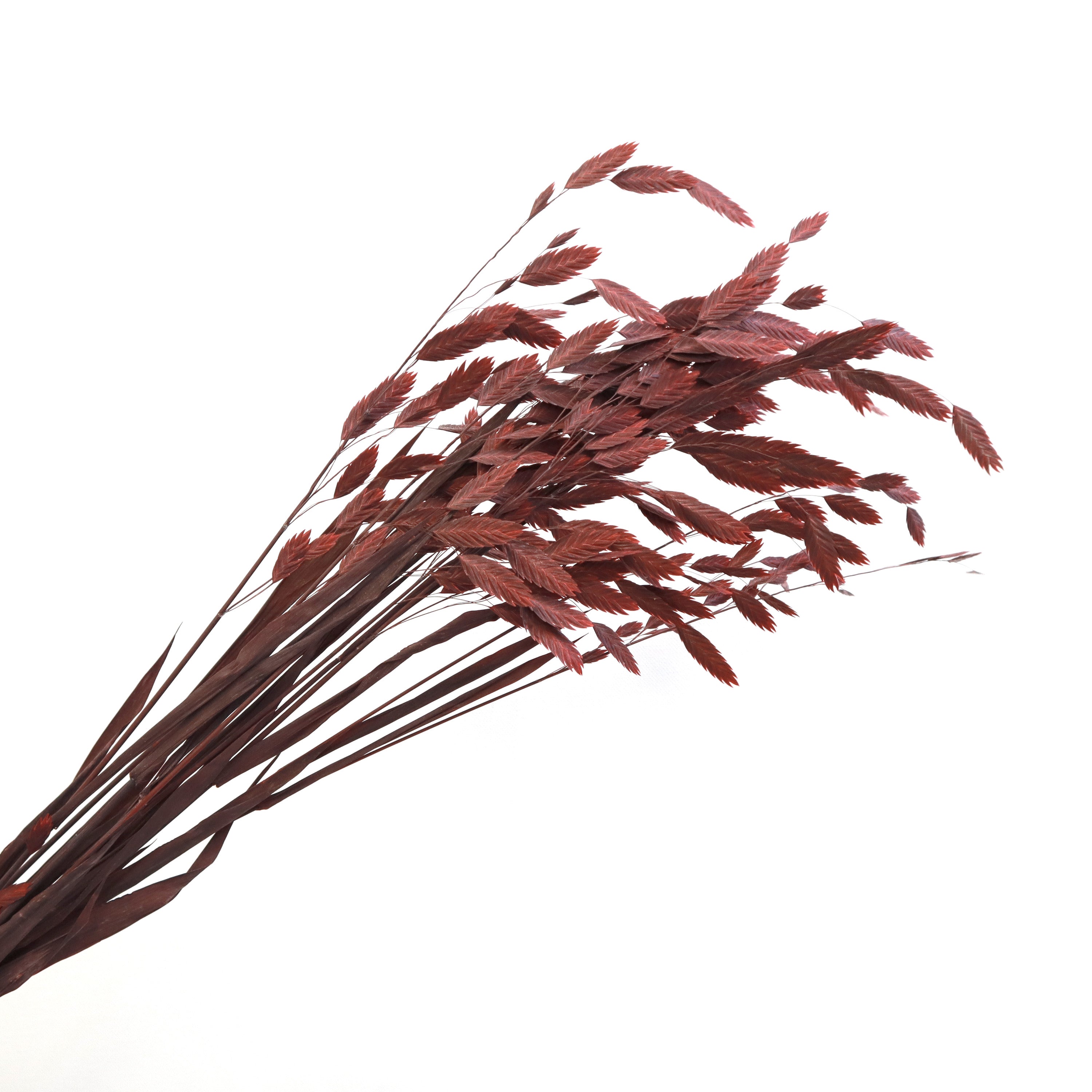 Sea Oats Red – Floral Forest Wholesale