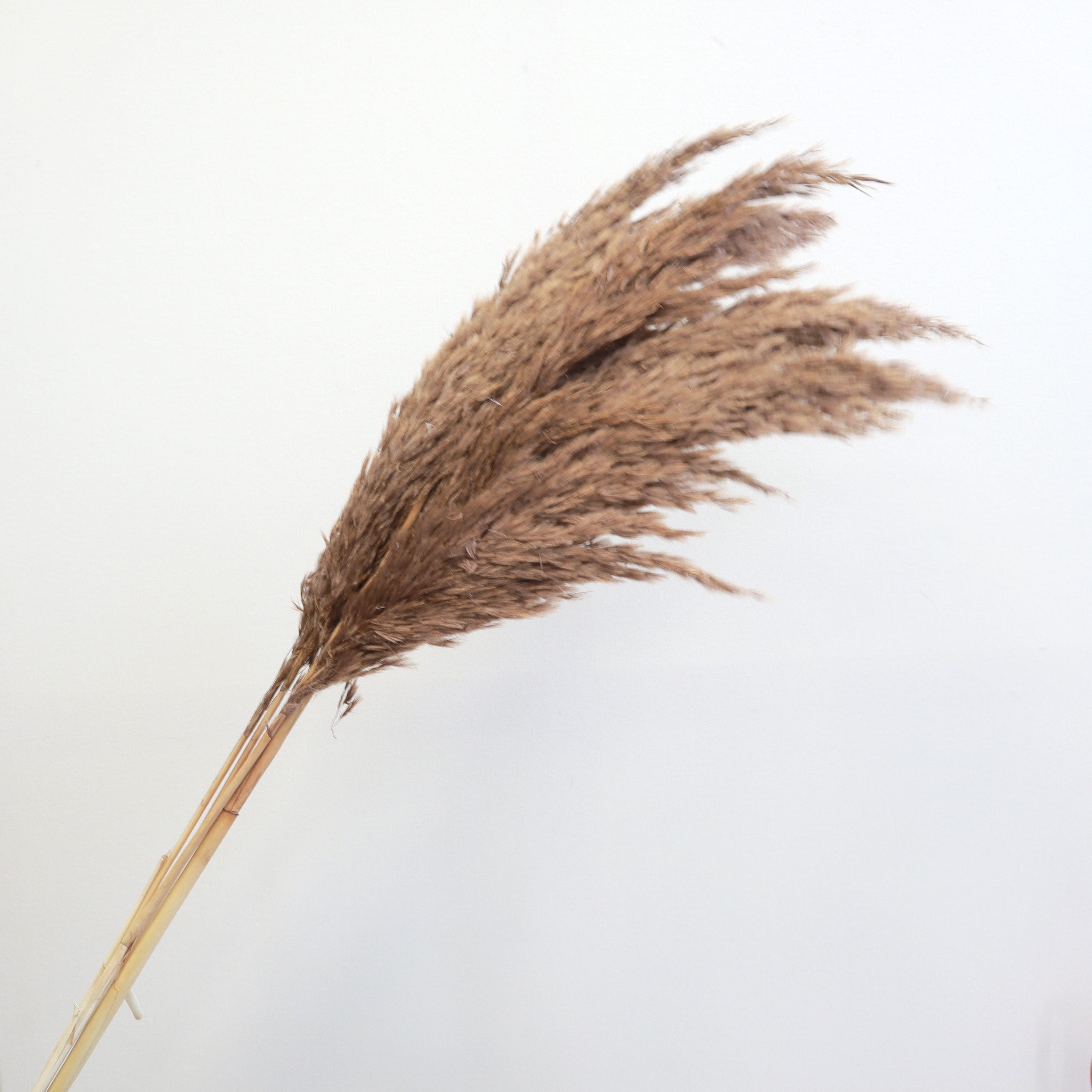 Giant Reeds – Floral Forest Wholesale