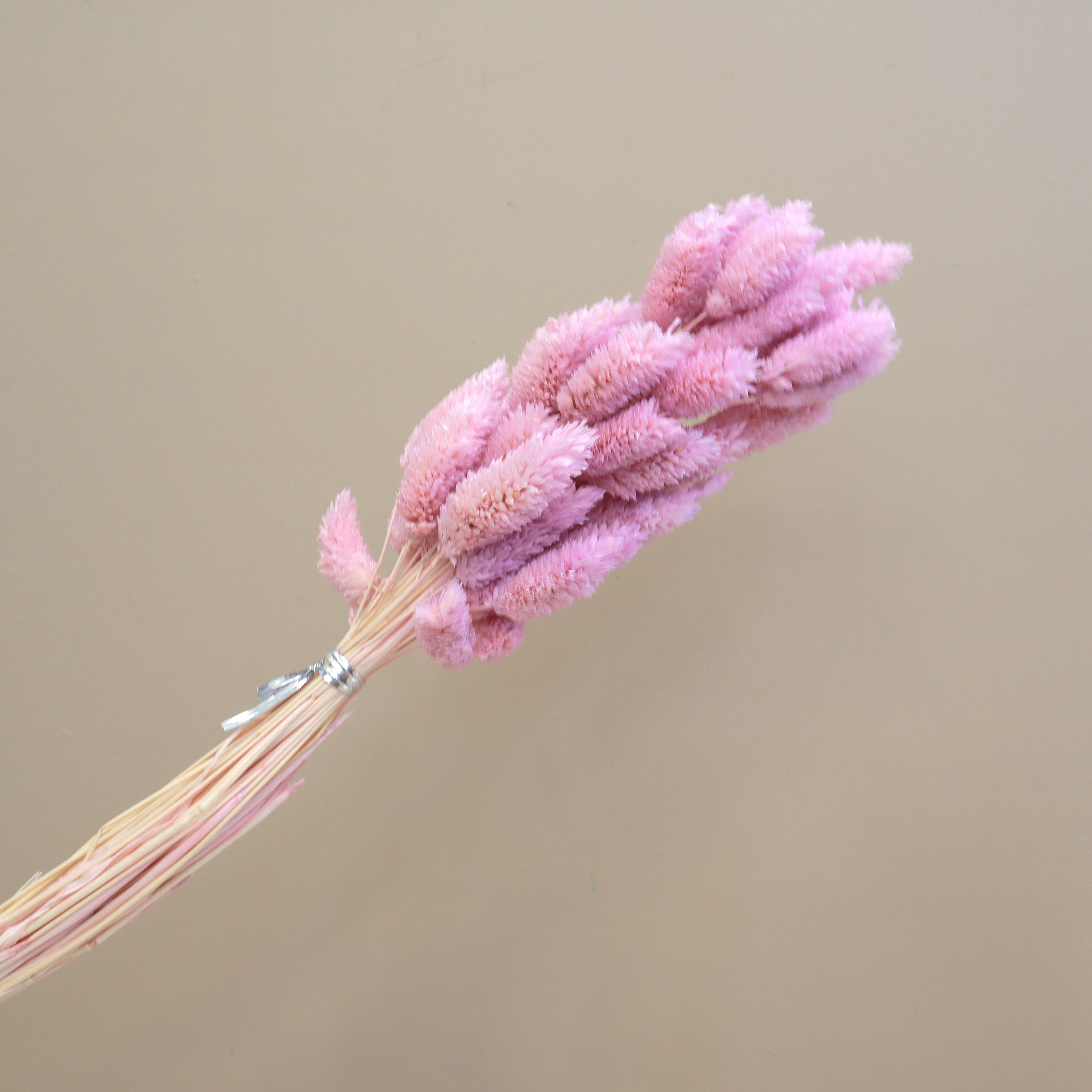 Gem Grass – Floral Forest Wholesale