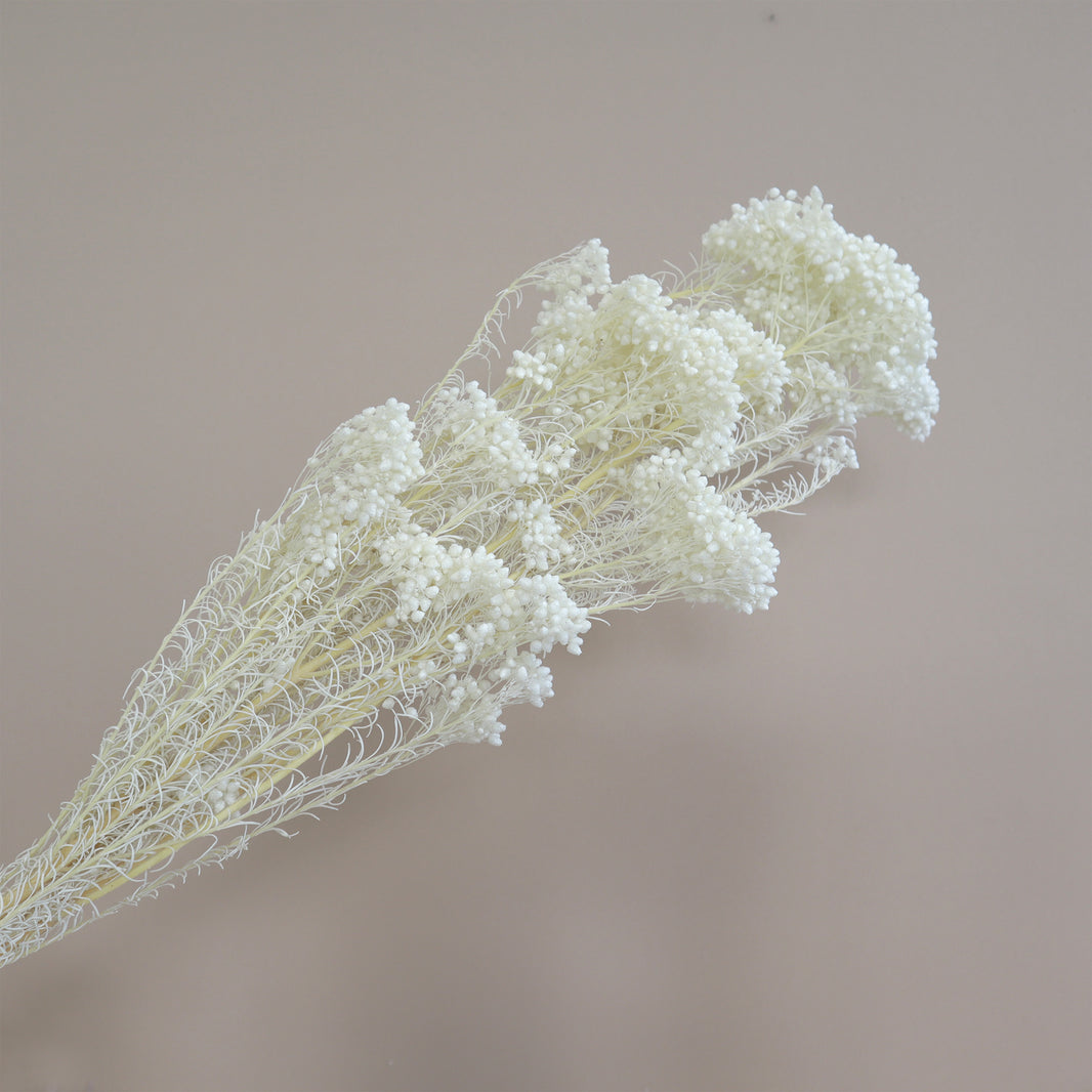 Rice Flower – Floral Forest Wholesale