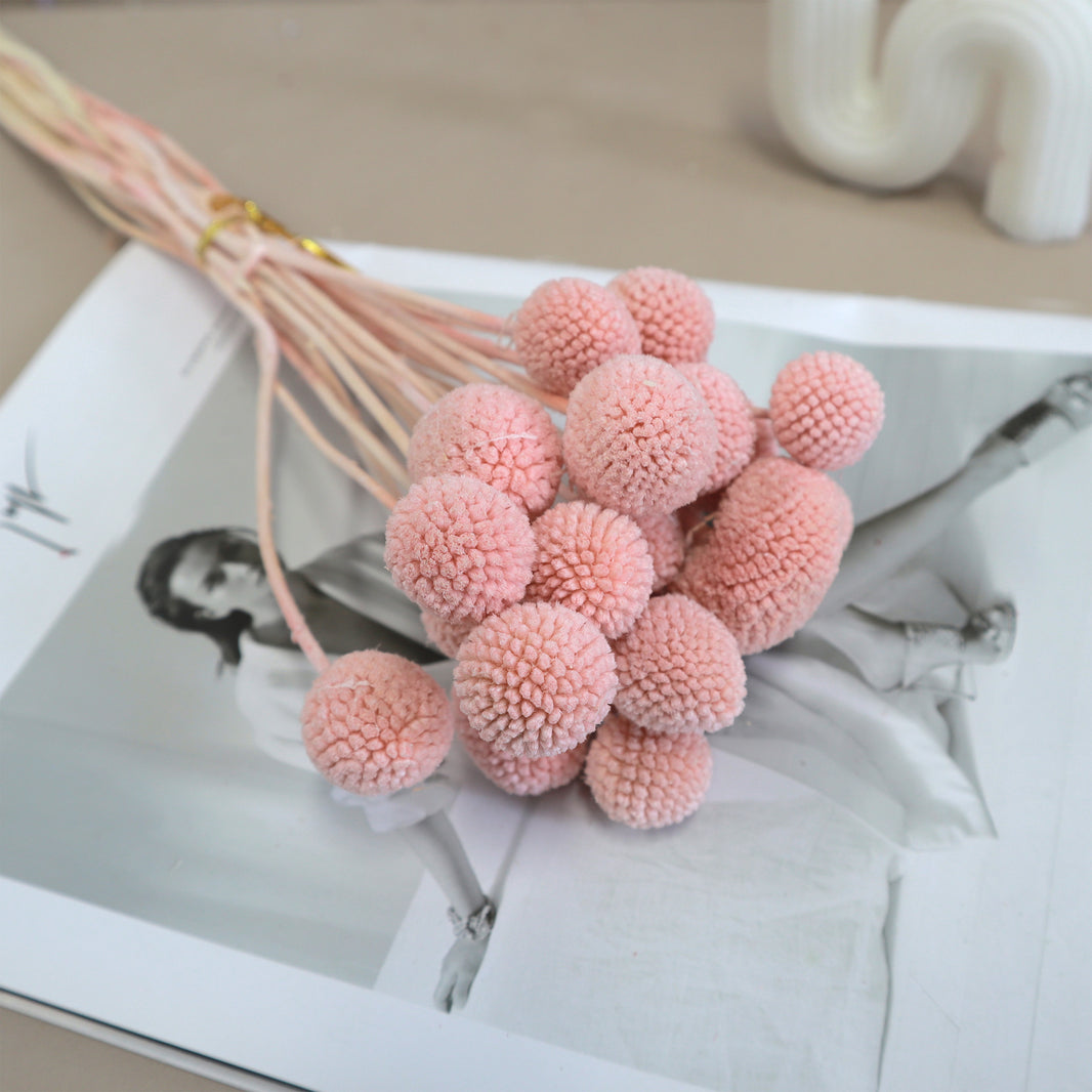 Billy Button – Floral Forest Wholesale