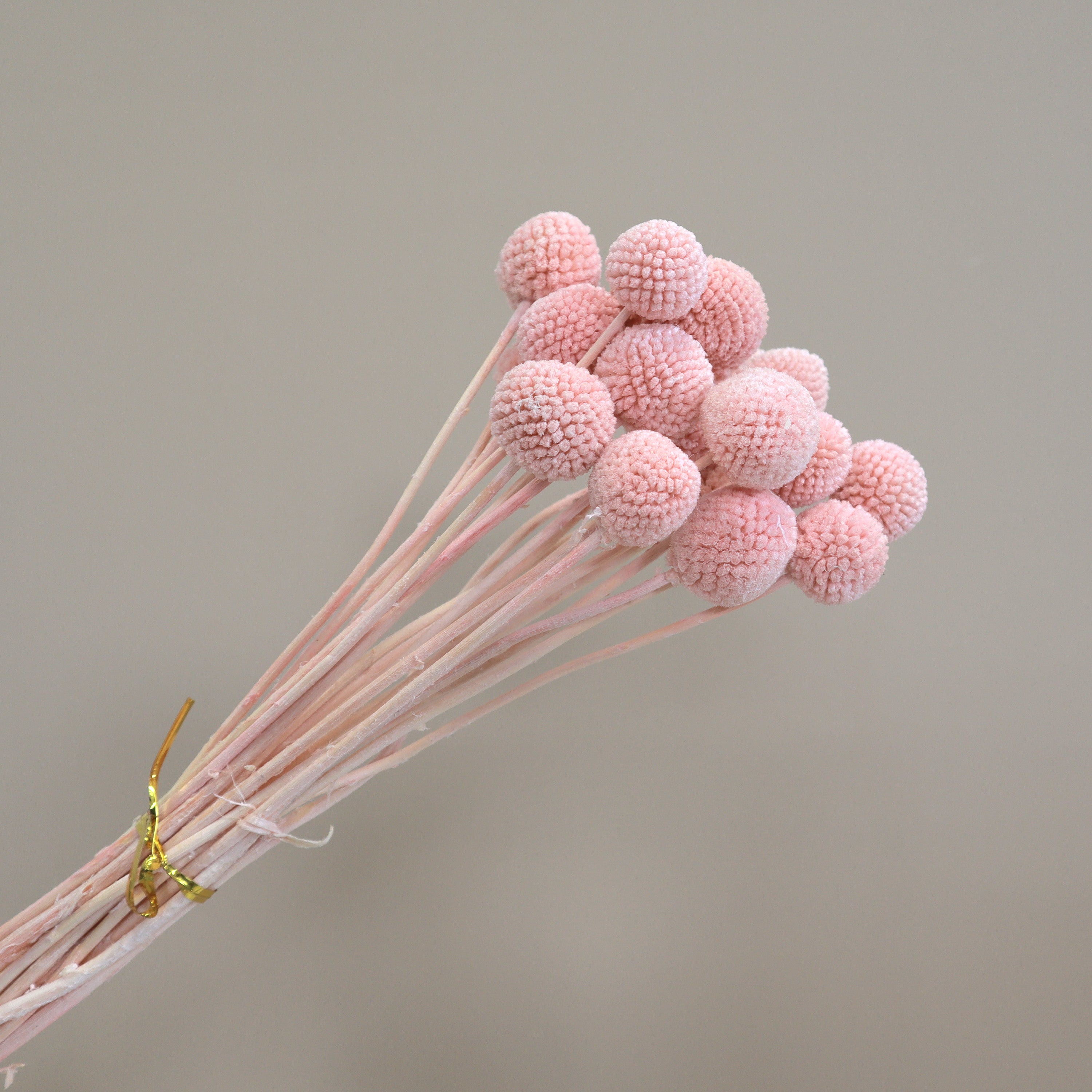 Billy Button – Floral Forest Wholesale