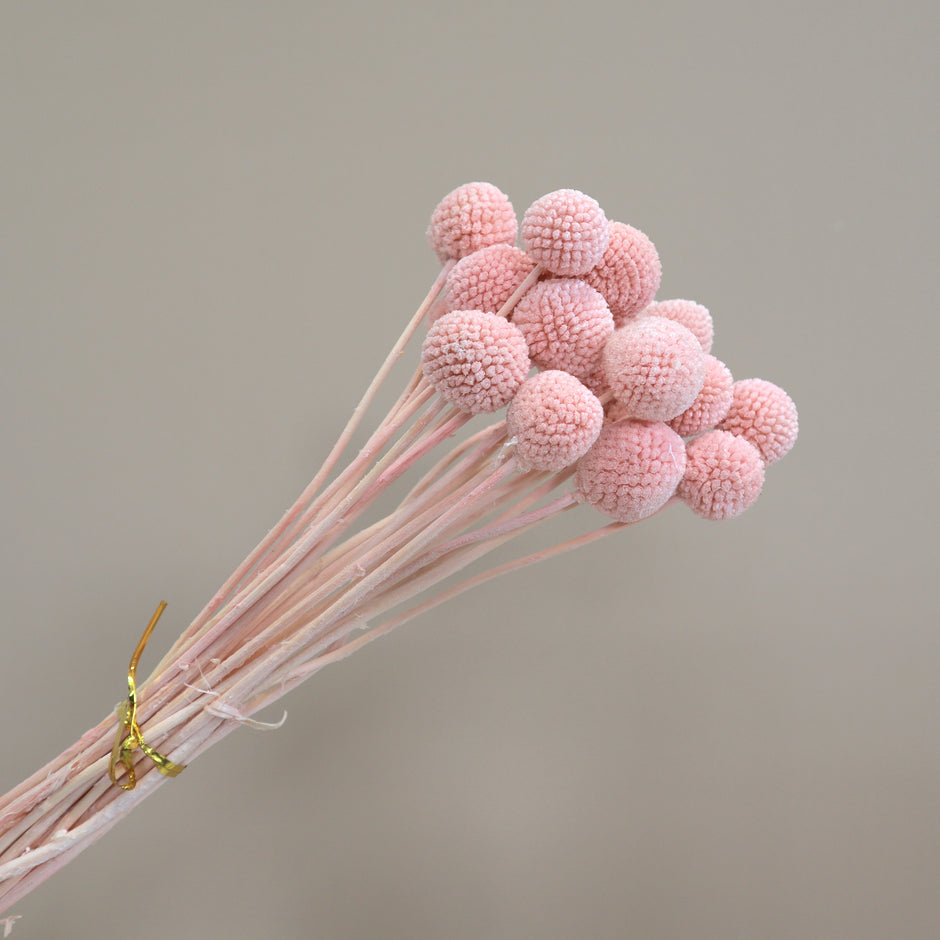 Billy Button – Floral Forest Wholesale