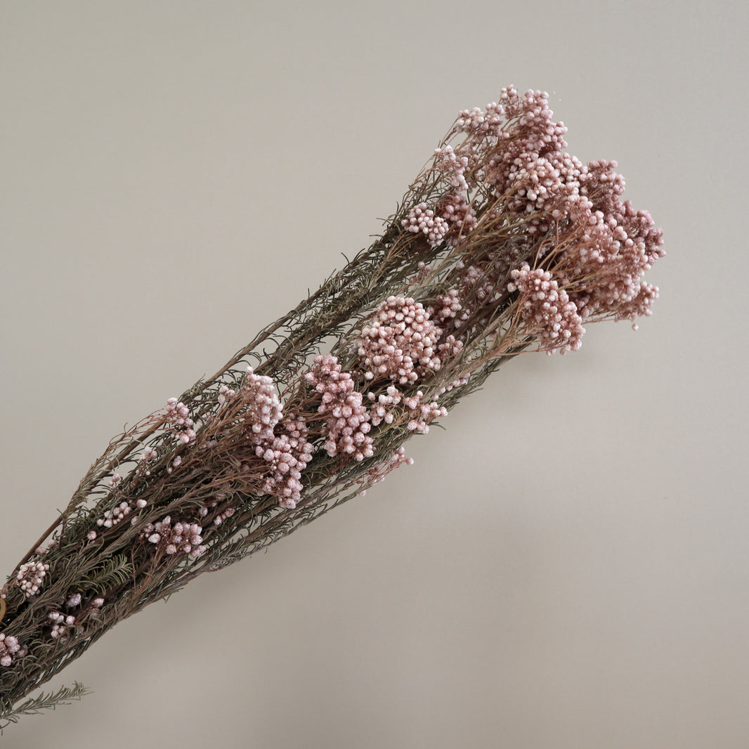 Rice Flower – Floral Forest Wholesale