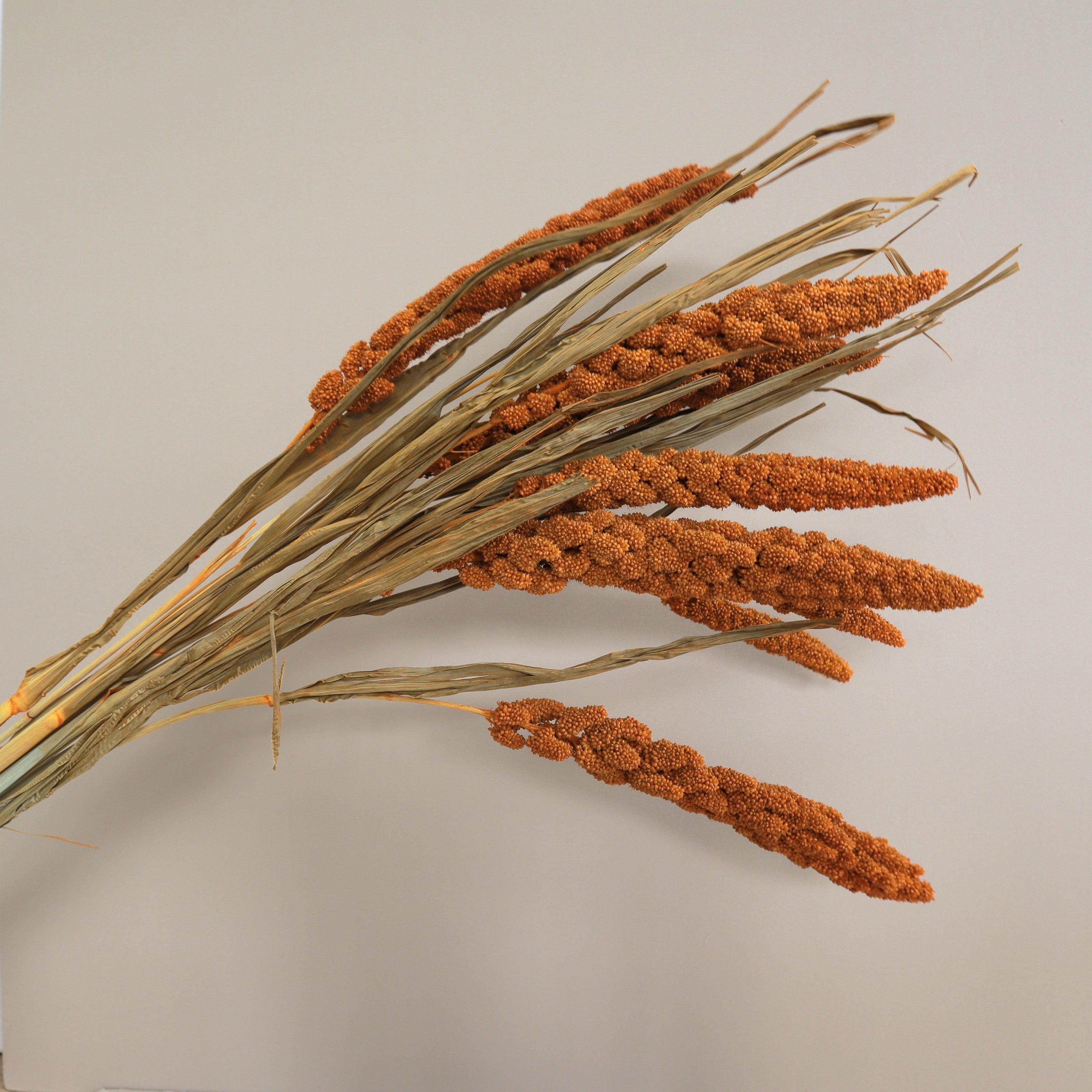 Dried Grains – Floral Forest Wholesale
