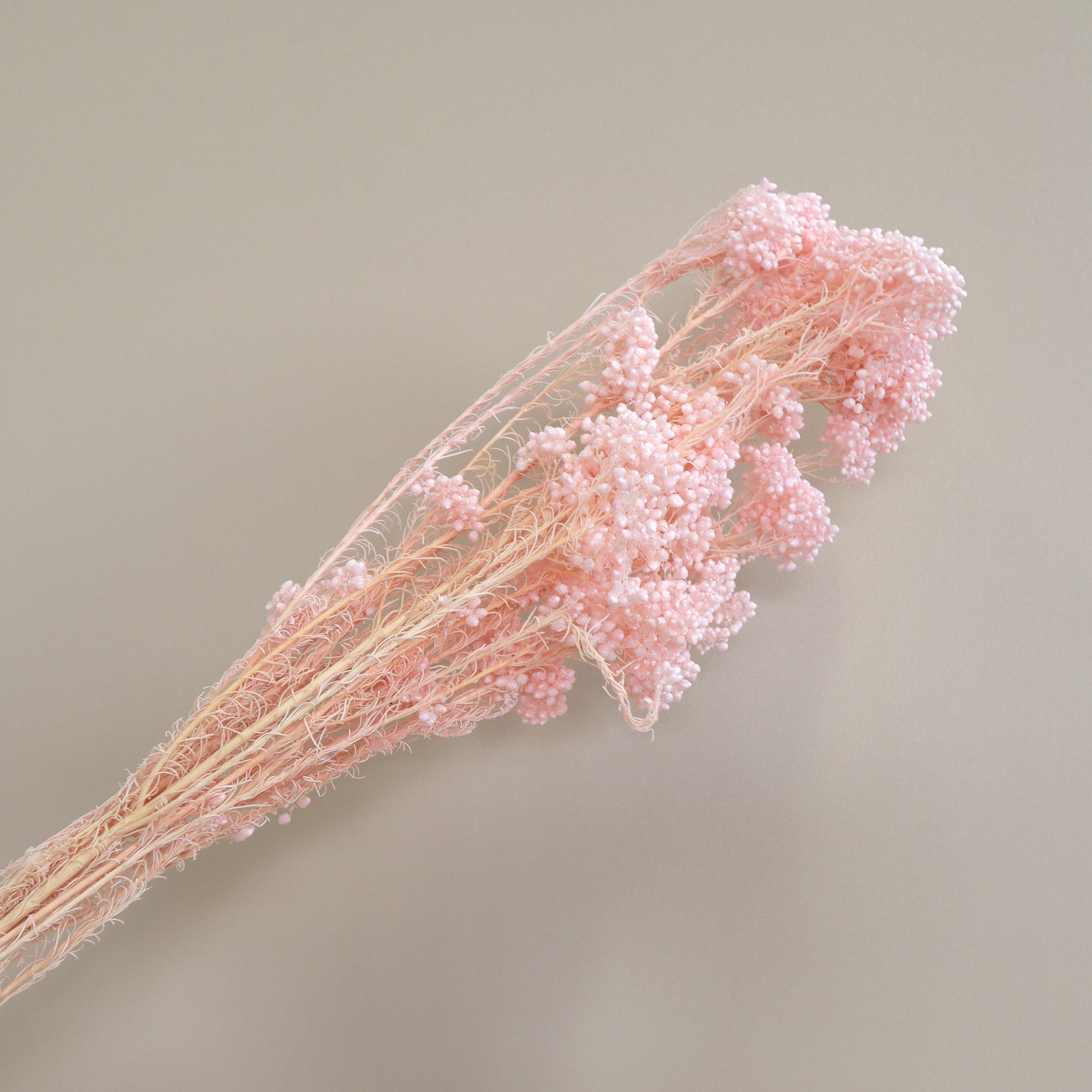 Rice Flower Pink – Floral Forest Wholesale