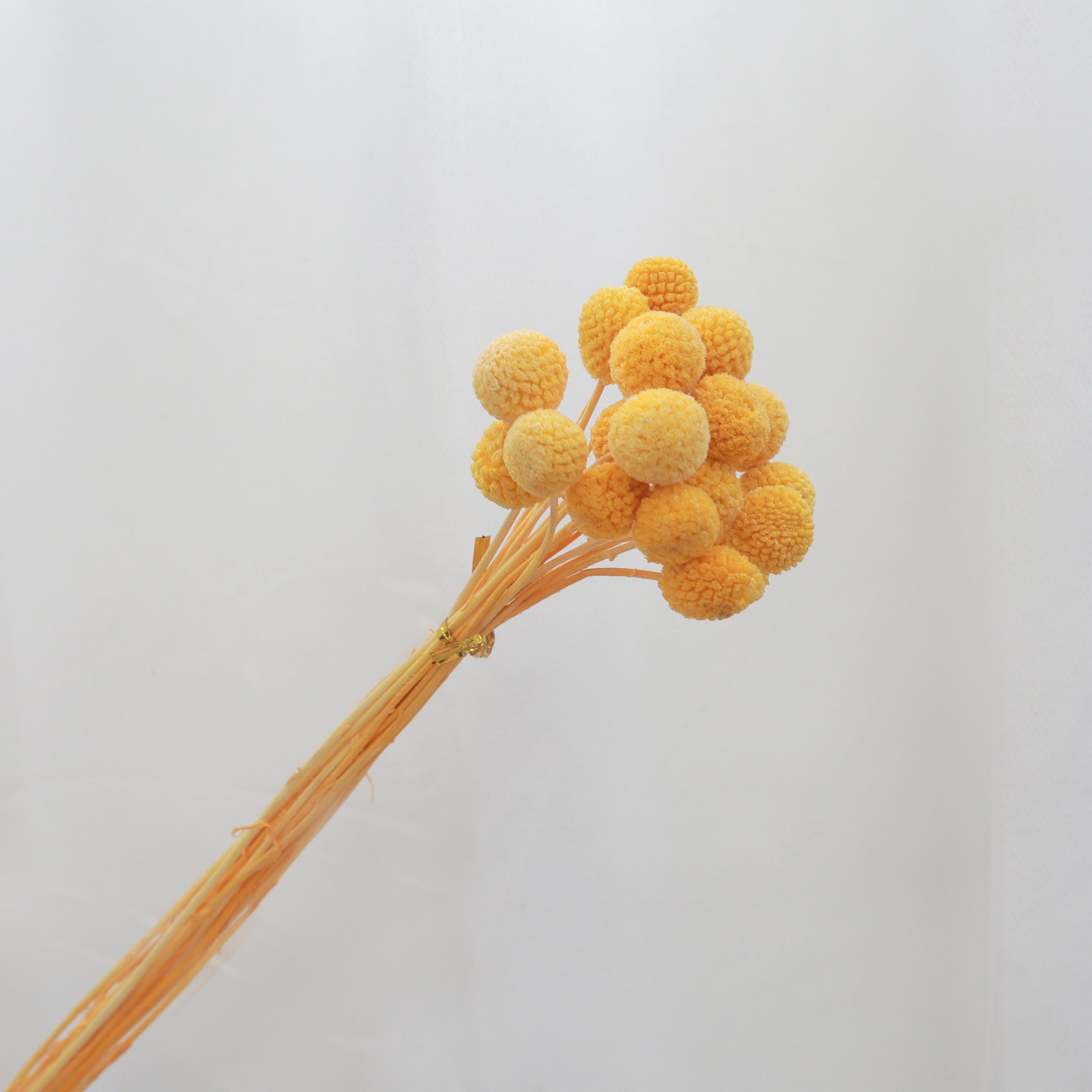 Billy Button – Floral Forest Wholesale