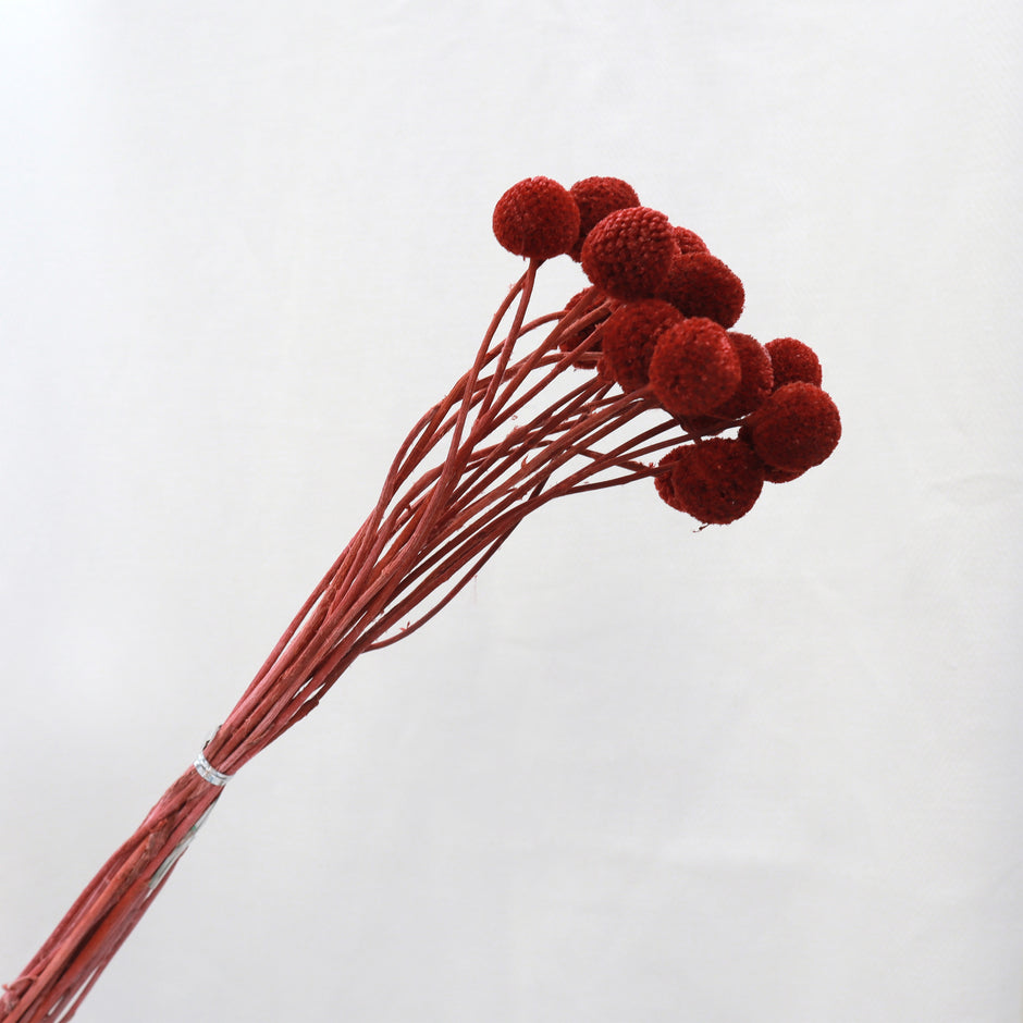 Billy Button – Floral Forest Wholesale