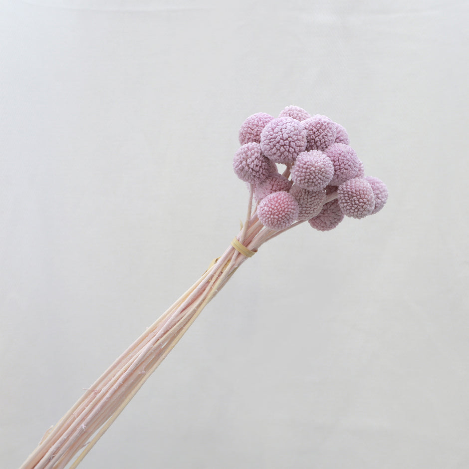 Billy Button – Floral Forest Wholesale