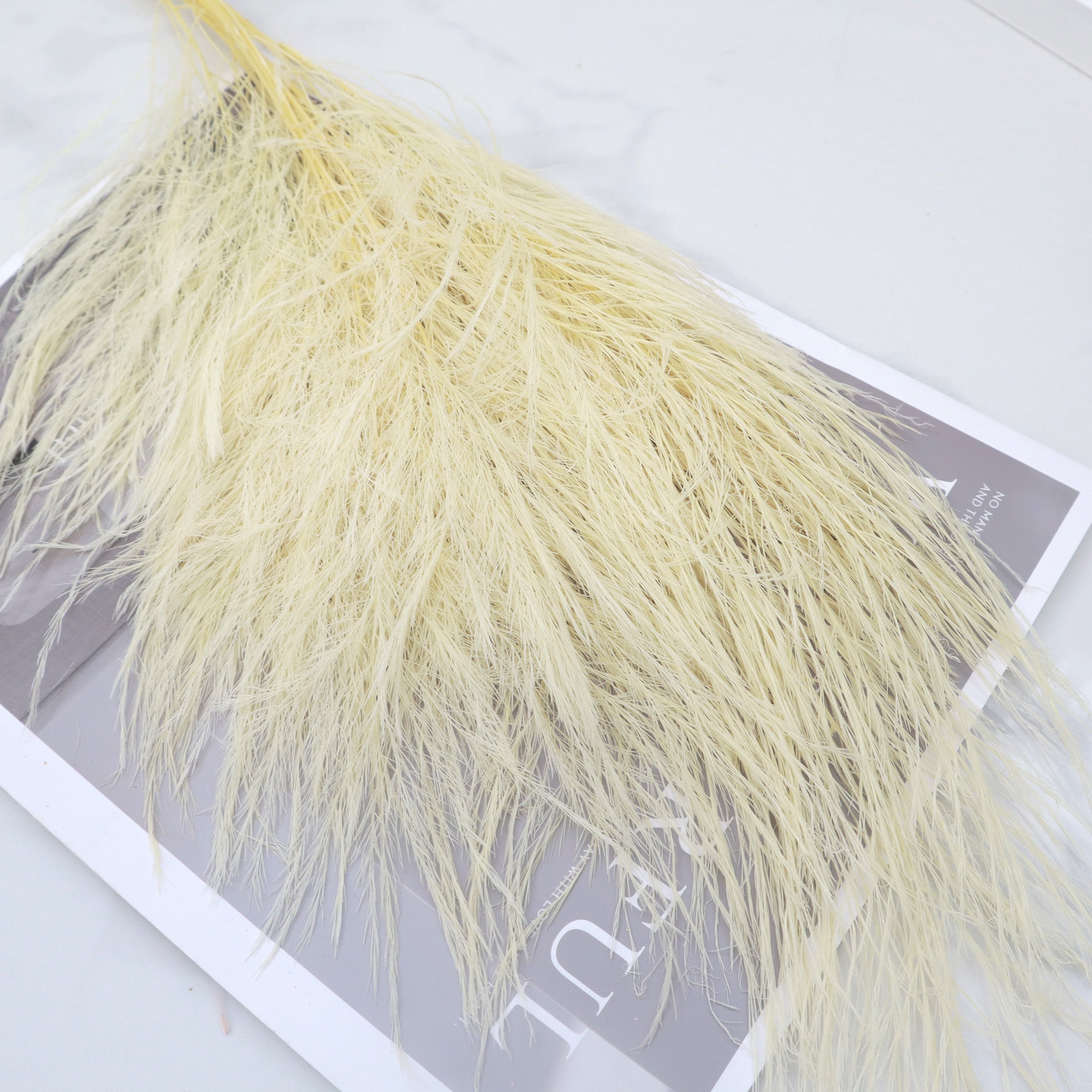 Tiki Fern – Floral Forest Wholesale