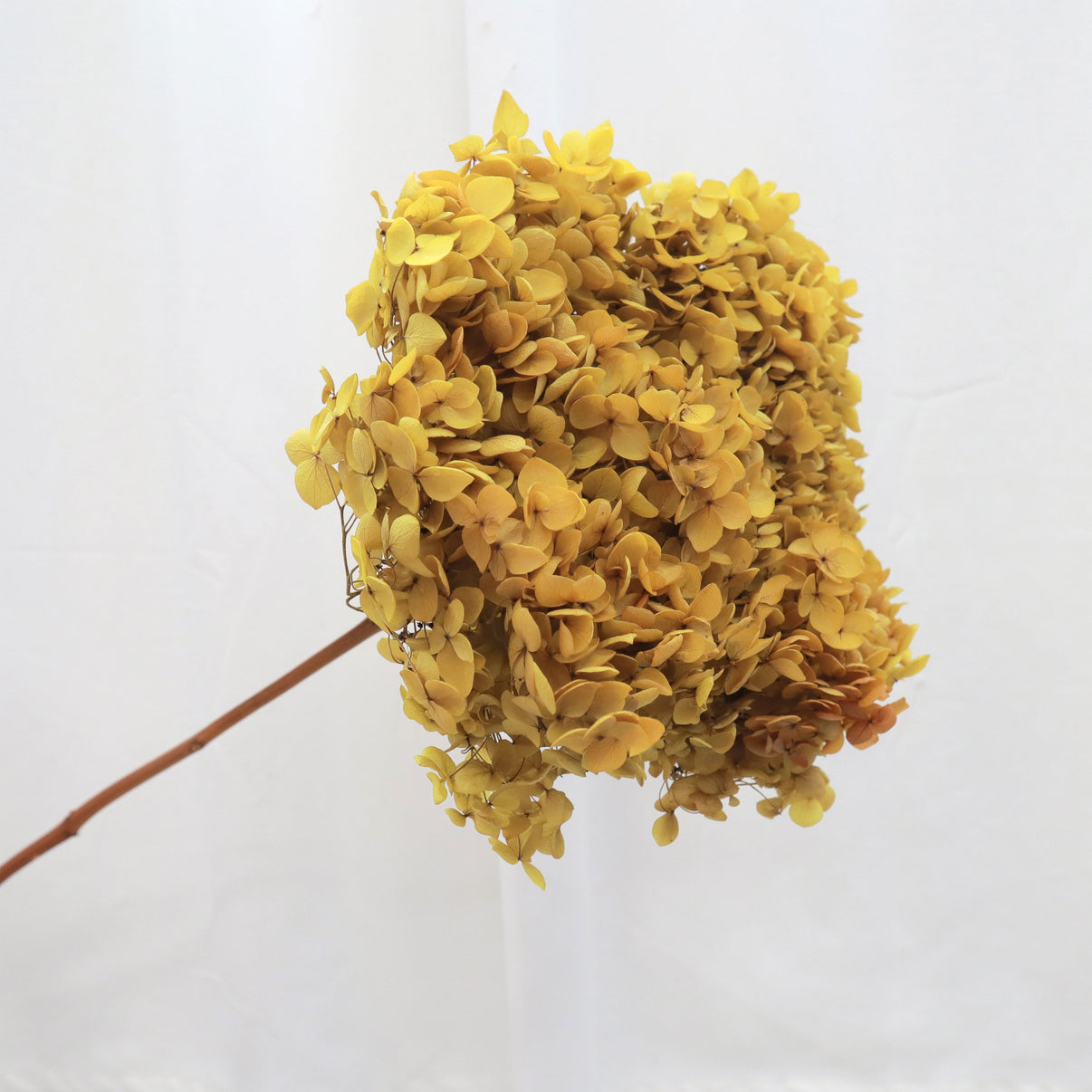 Annabelle Hydrangea Gold Yellow – Floral Forest Wholesale