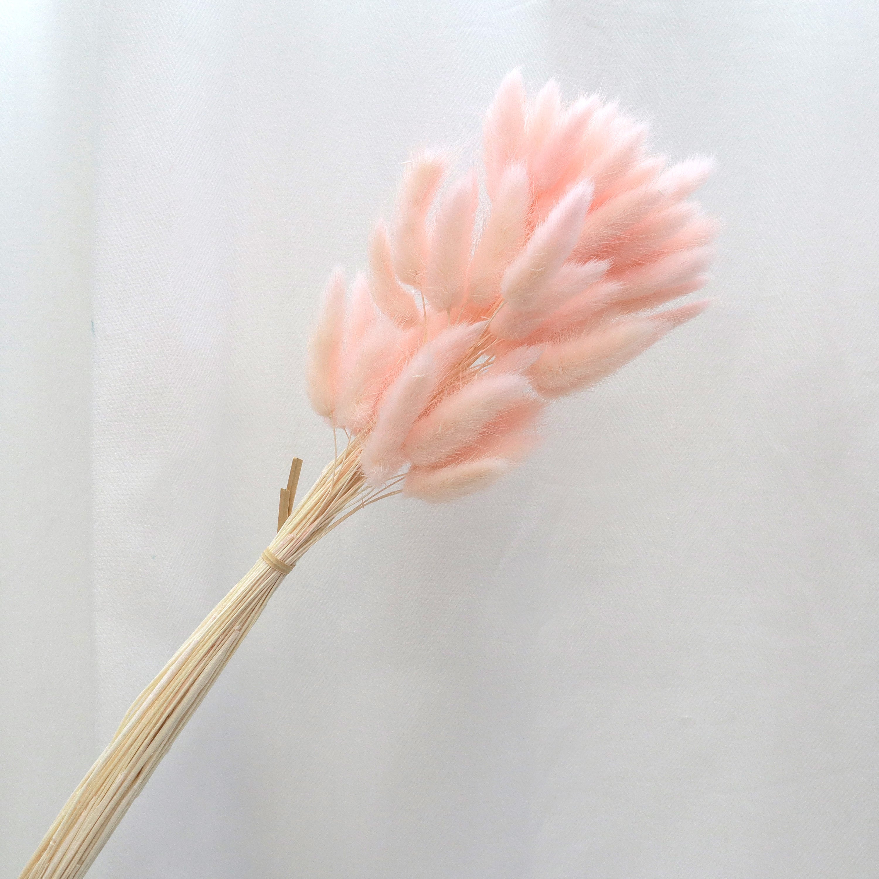Bunny Tail – Floral Forest Wholesale