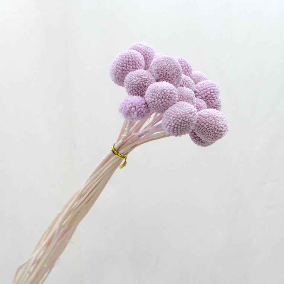 Billy Button – Floral Forest Wholesale