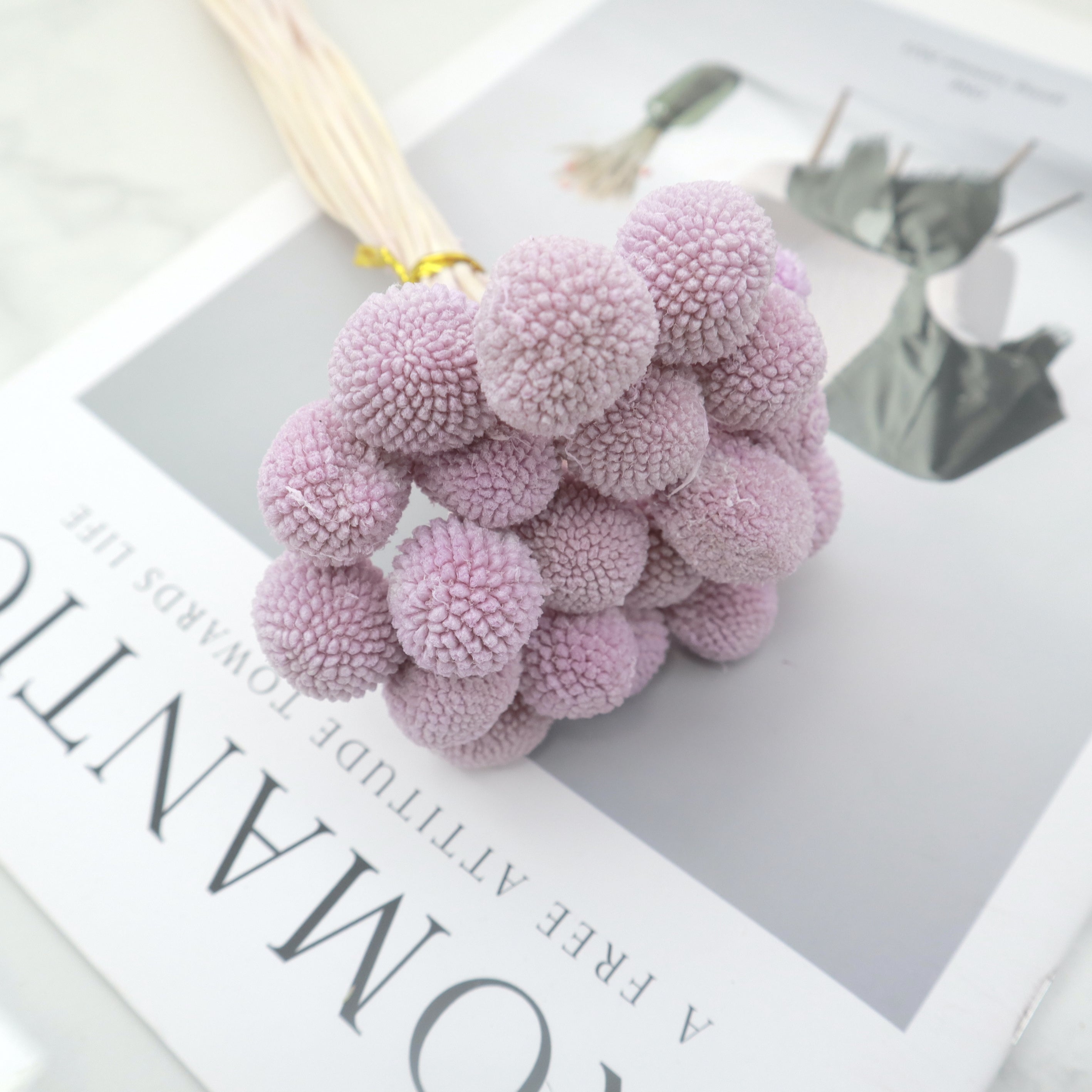 Billy Button – Floral Forest Wholesale