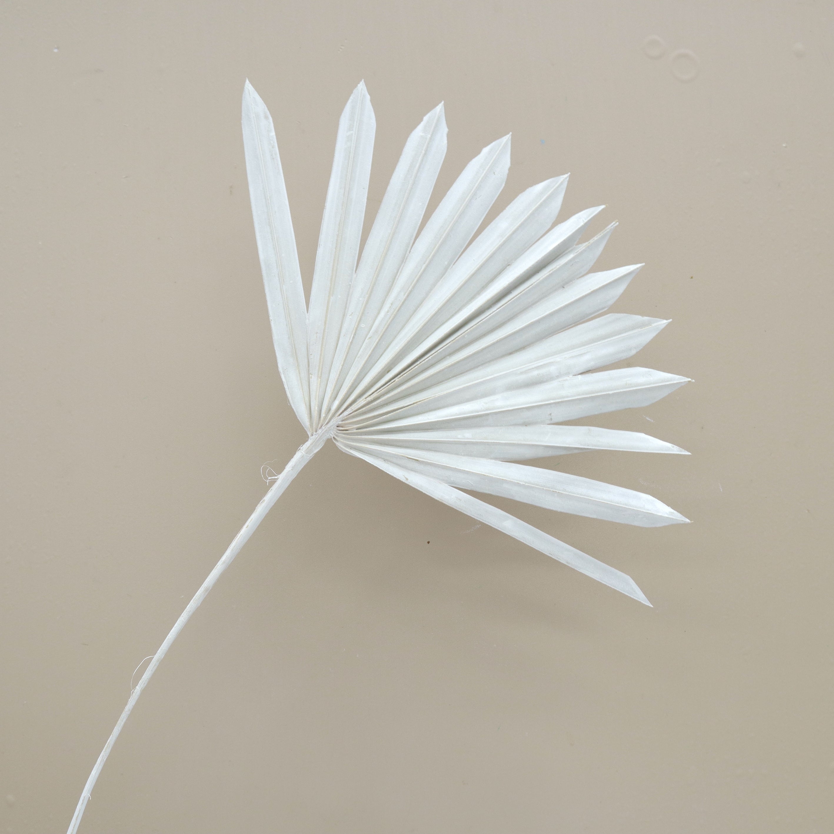 FLORAL FOREST Preserved and Dried Flowers Wholesale – Floral Forest ...