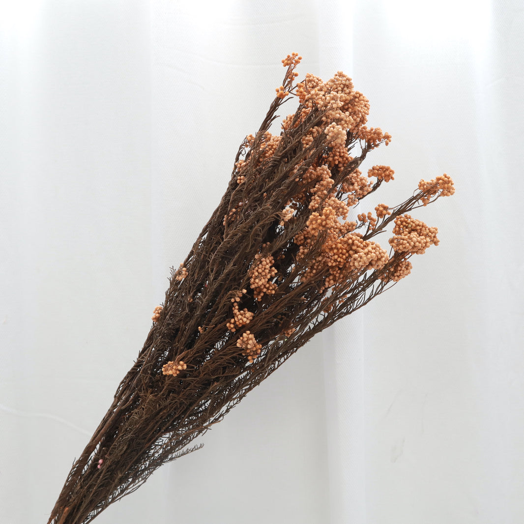 FLORAL FOREST Preserved and Dried Flowers Wholesale – Floral Forest ...