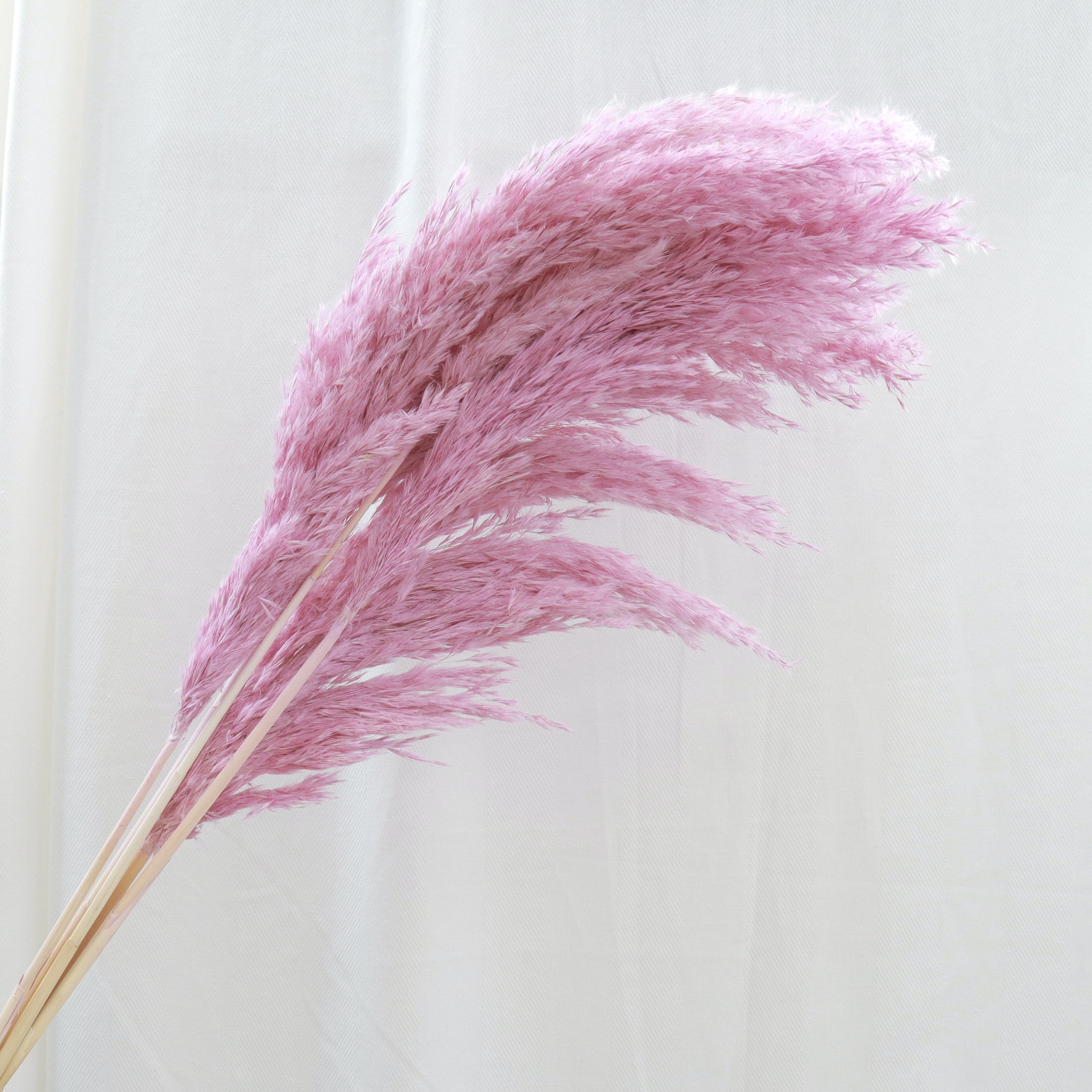 Giant Reeds – Floral Forest Wholesale