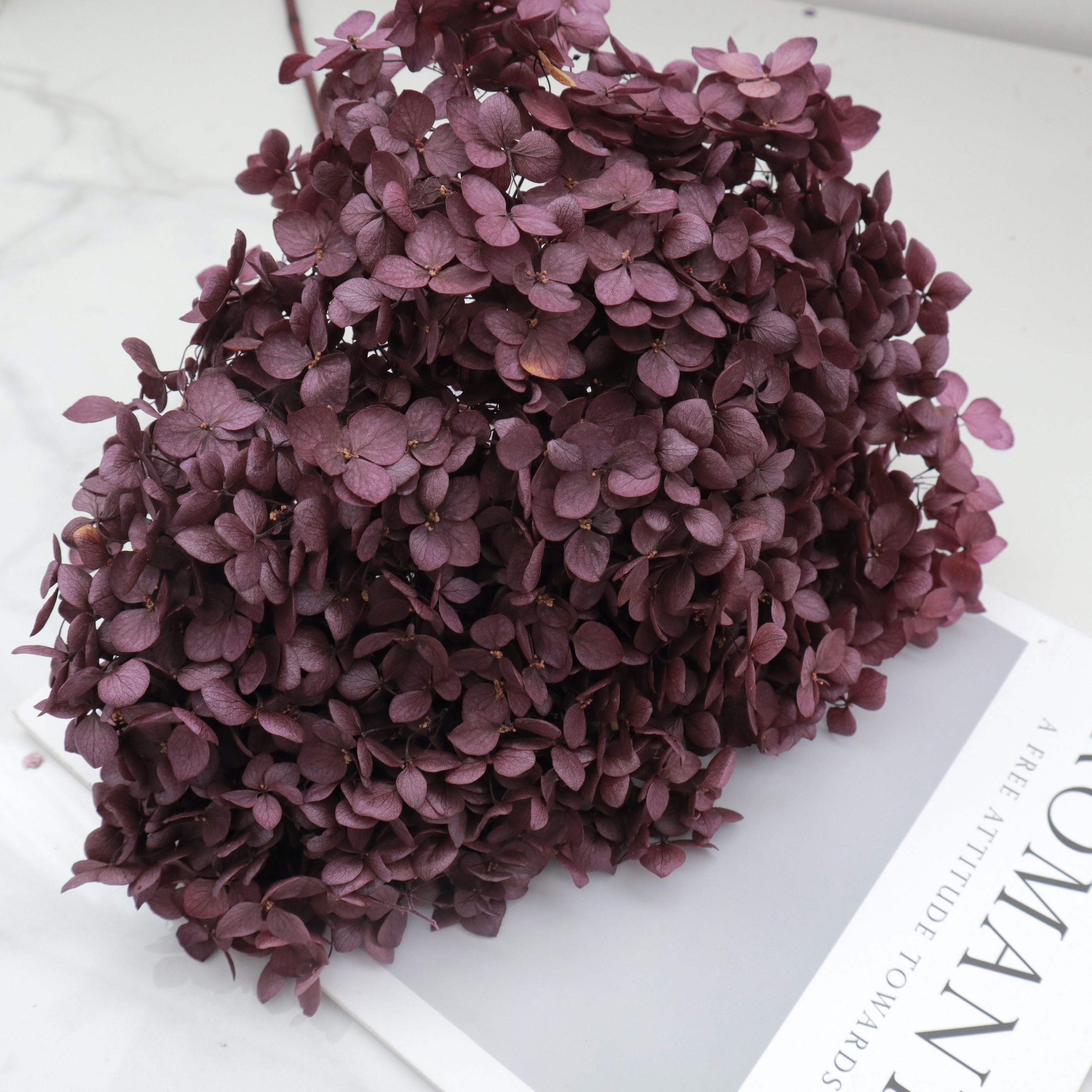 Hydrangea – Floral Forest Wholesale