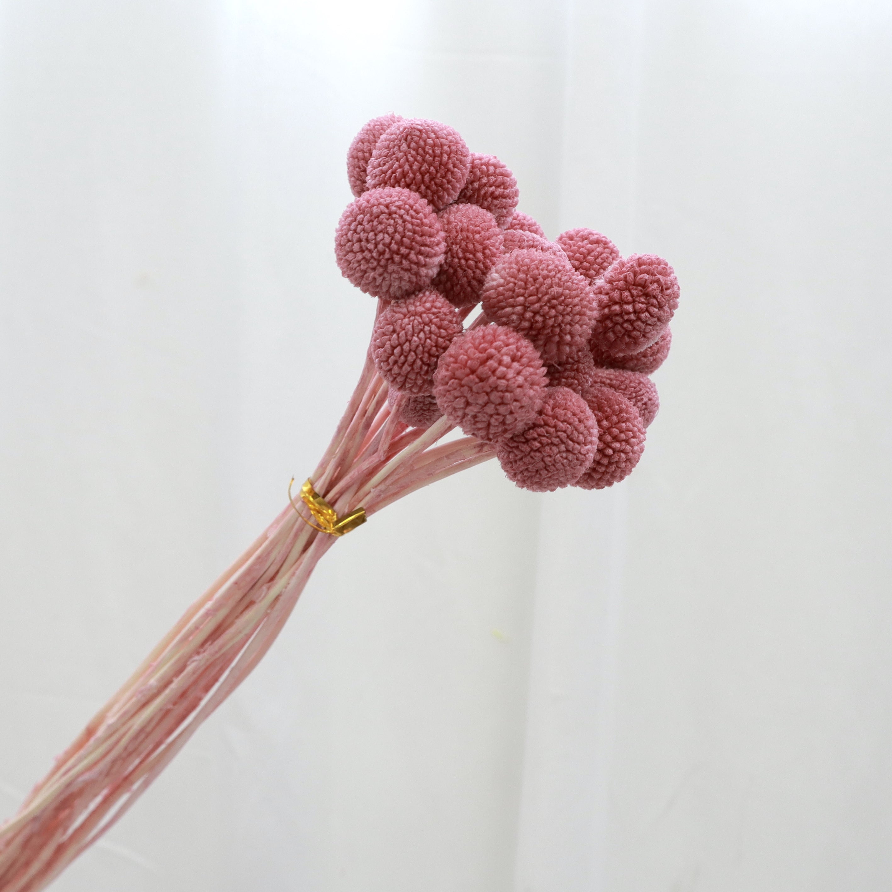 Billy Button – Floral Forest Wholesale