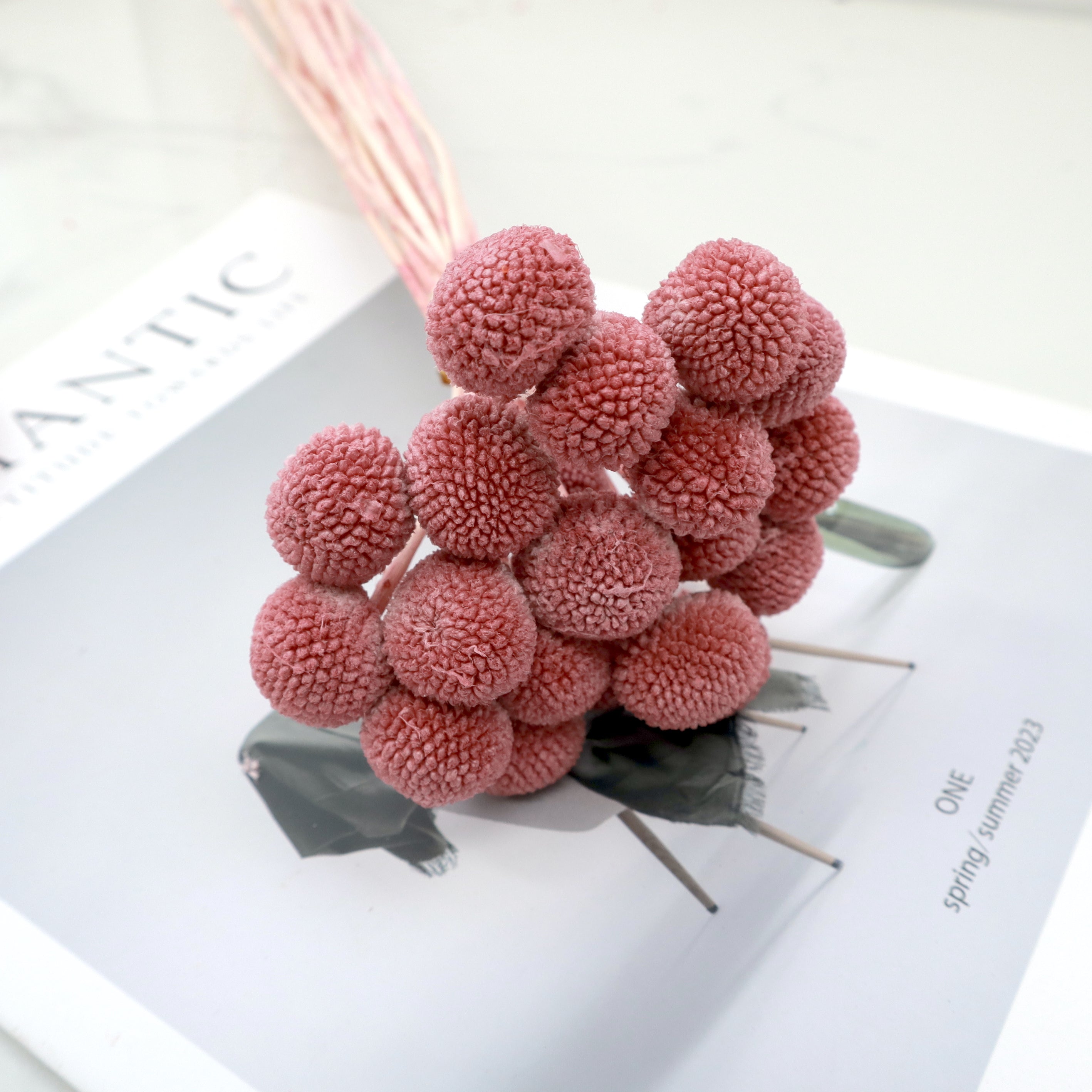 Billy Button – Floral Forest Wholesale