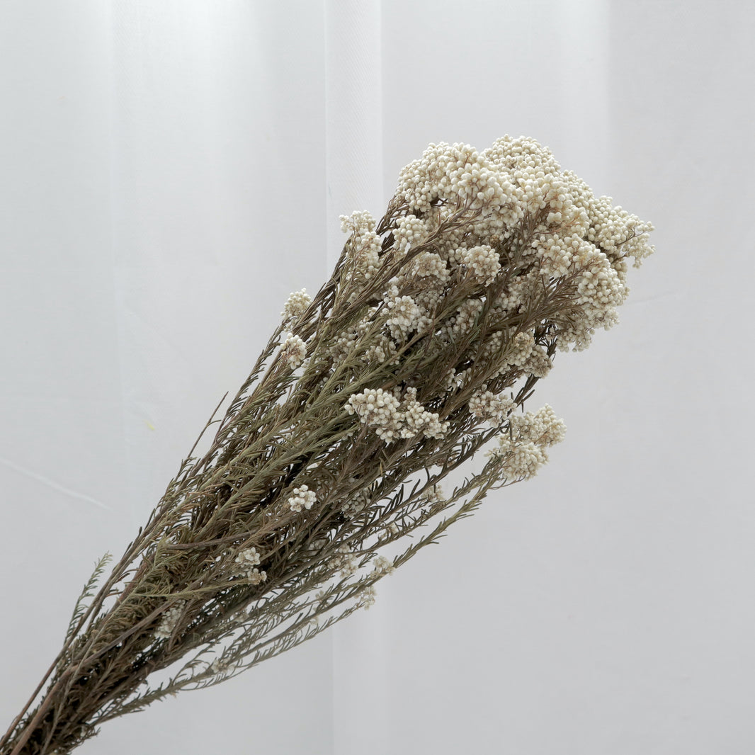 Rice Flower – Floral Forest Wholesale