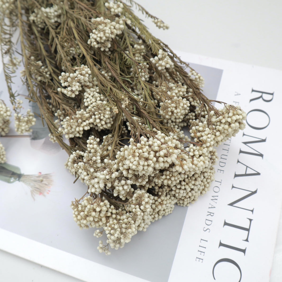 Rice Flower – Floral Forest Wholesale