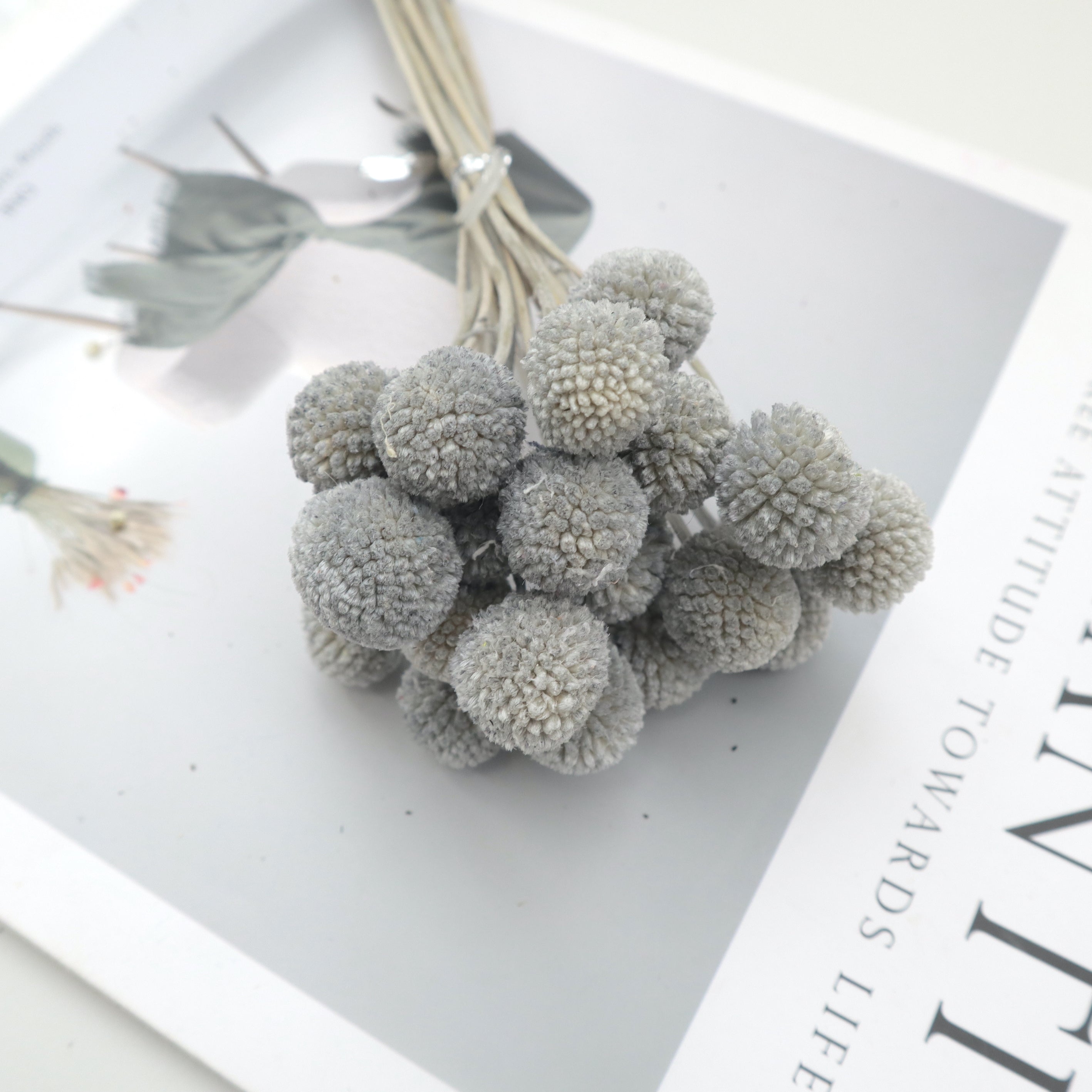 Billy Button – Floral Forest Wholesale