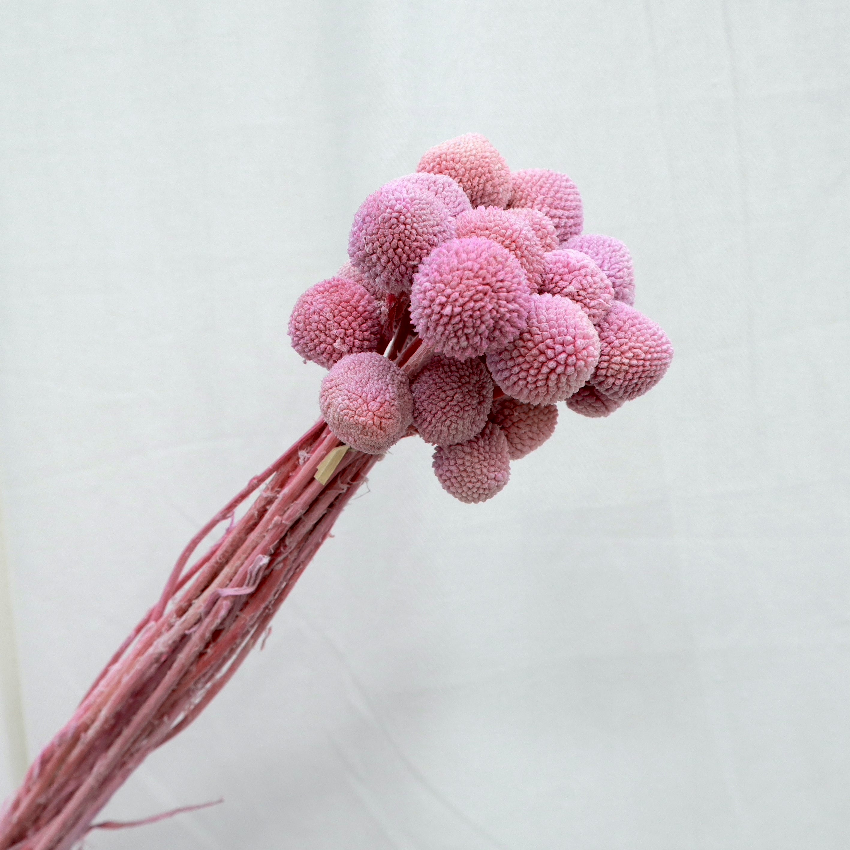 Billy Button – Floral Forest Wholesale