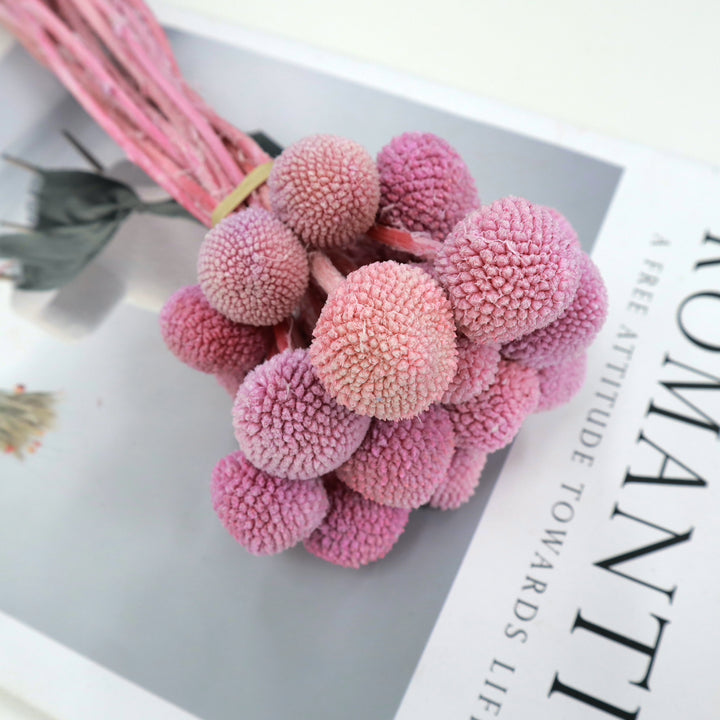 Billy Button – Floral Forest Wholesale