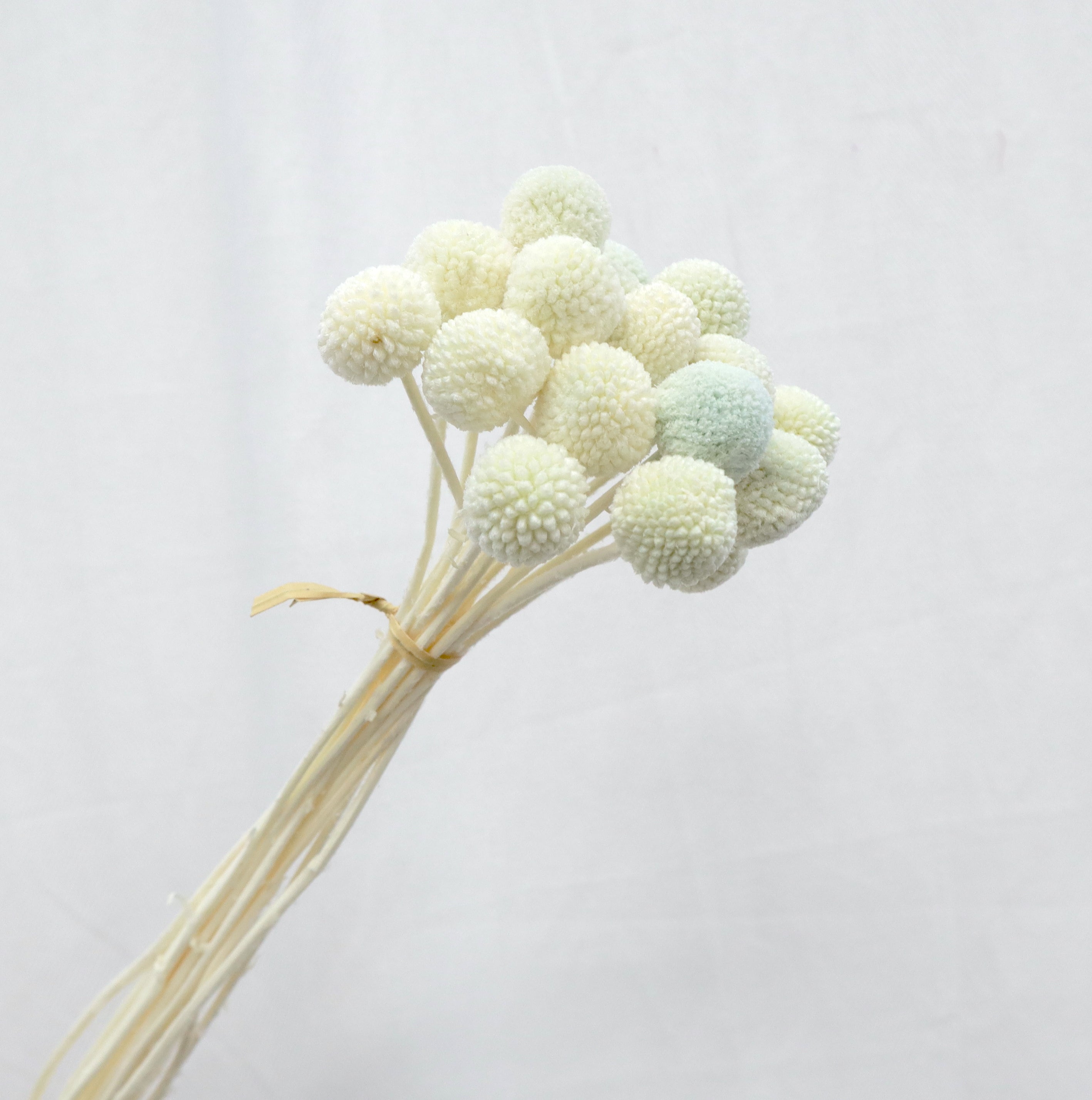 Billy Button – Floral Forest Wholesale