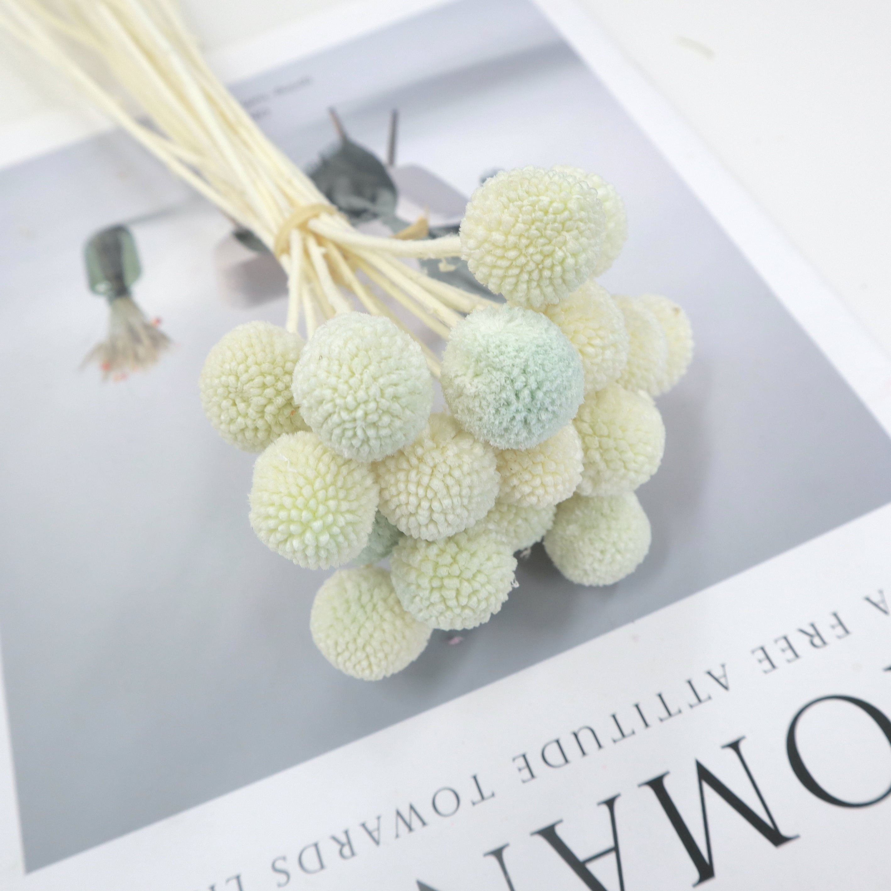 Billy Button – Floral Forest Wholesale