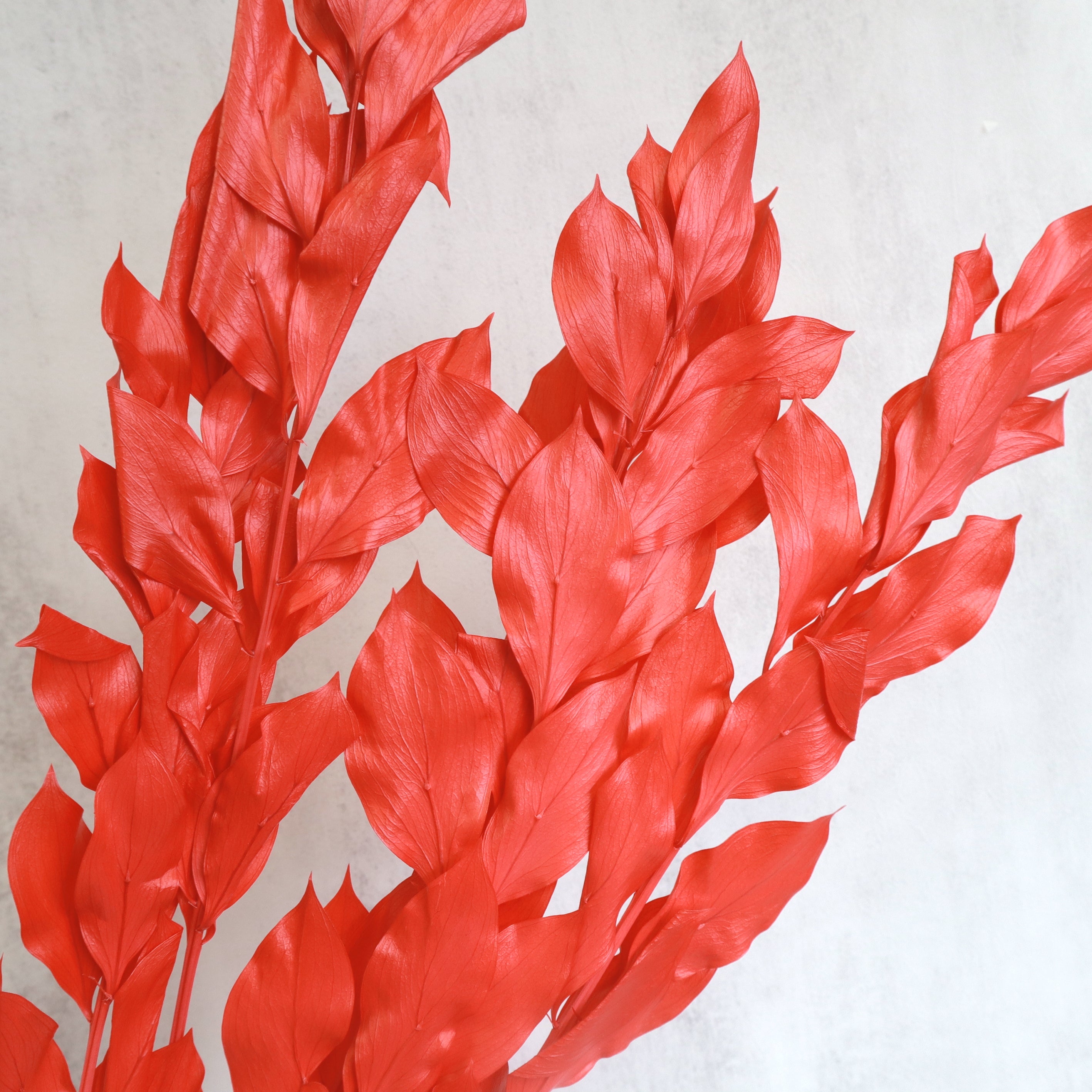 Ruscus Big Leaf – Floral Forest Wholesale