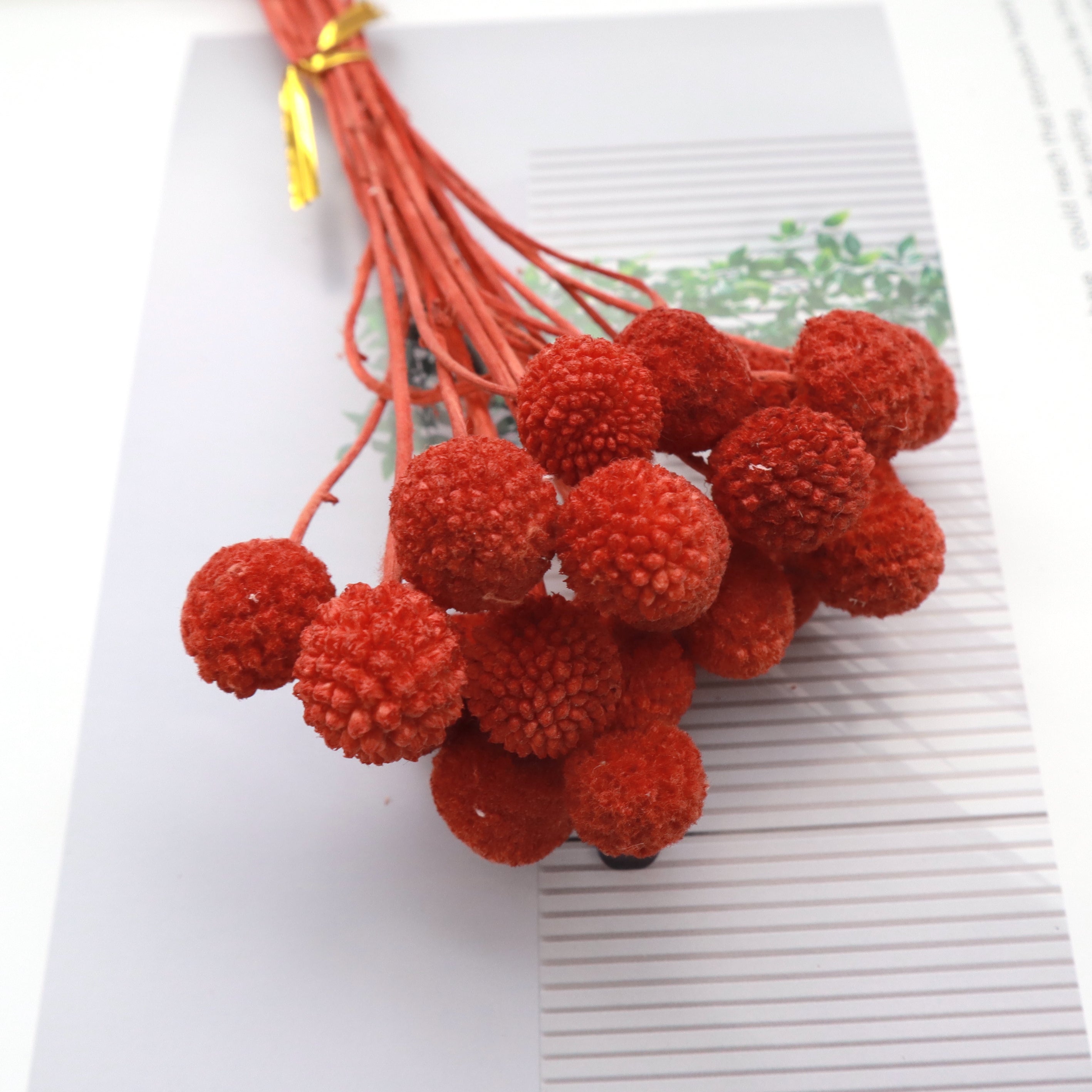 Billy Button – Floral Forest Wholesale