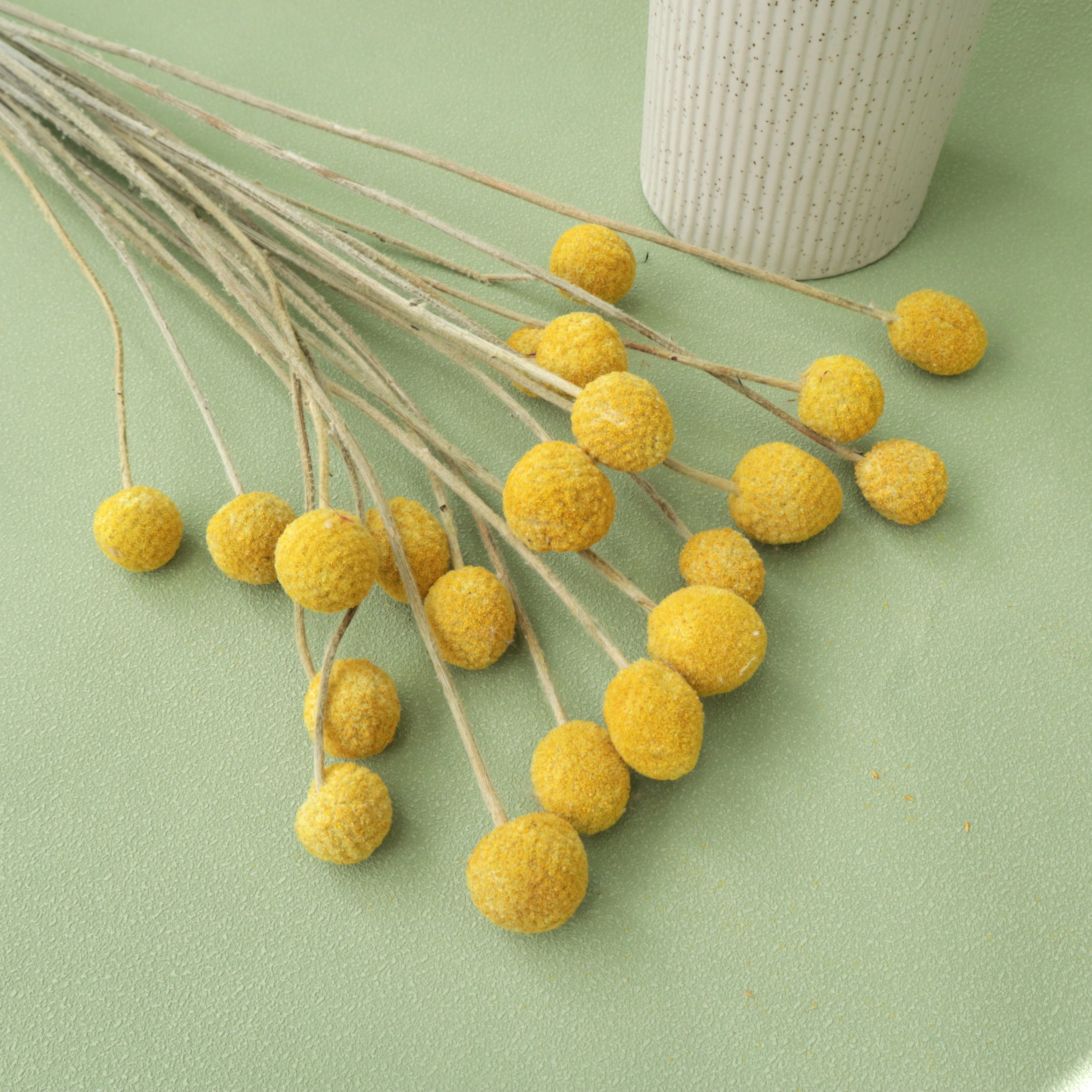 Billy Button – Floral Forest Wholesale