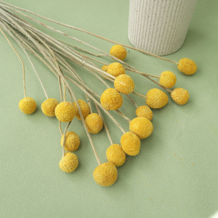 Billy Button – Floral Forest Wholesale