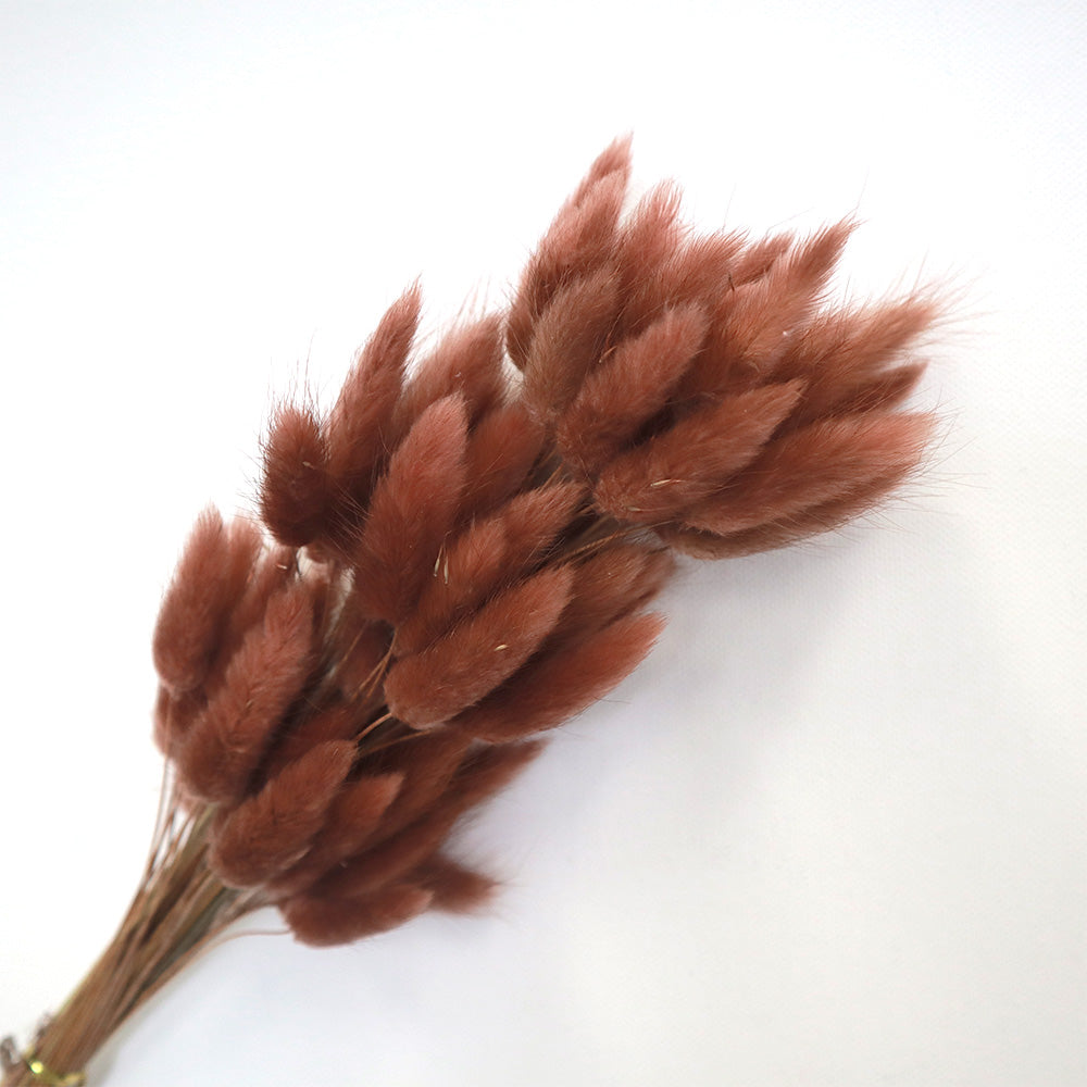 Bunny Tail – Floral Forest Wholesale