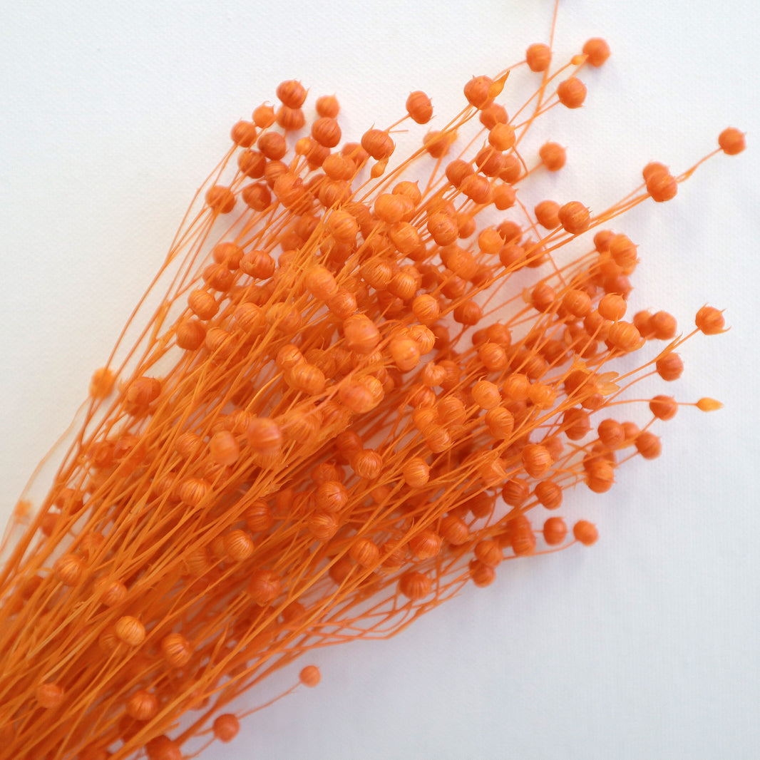 Hypericum Berries – Floral Forest Wholesale