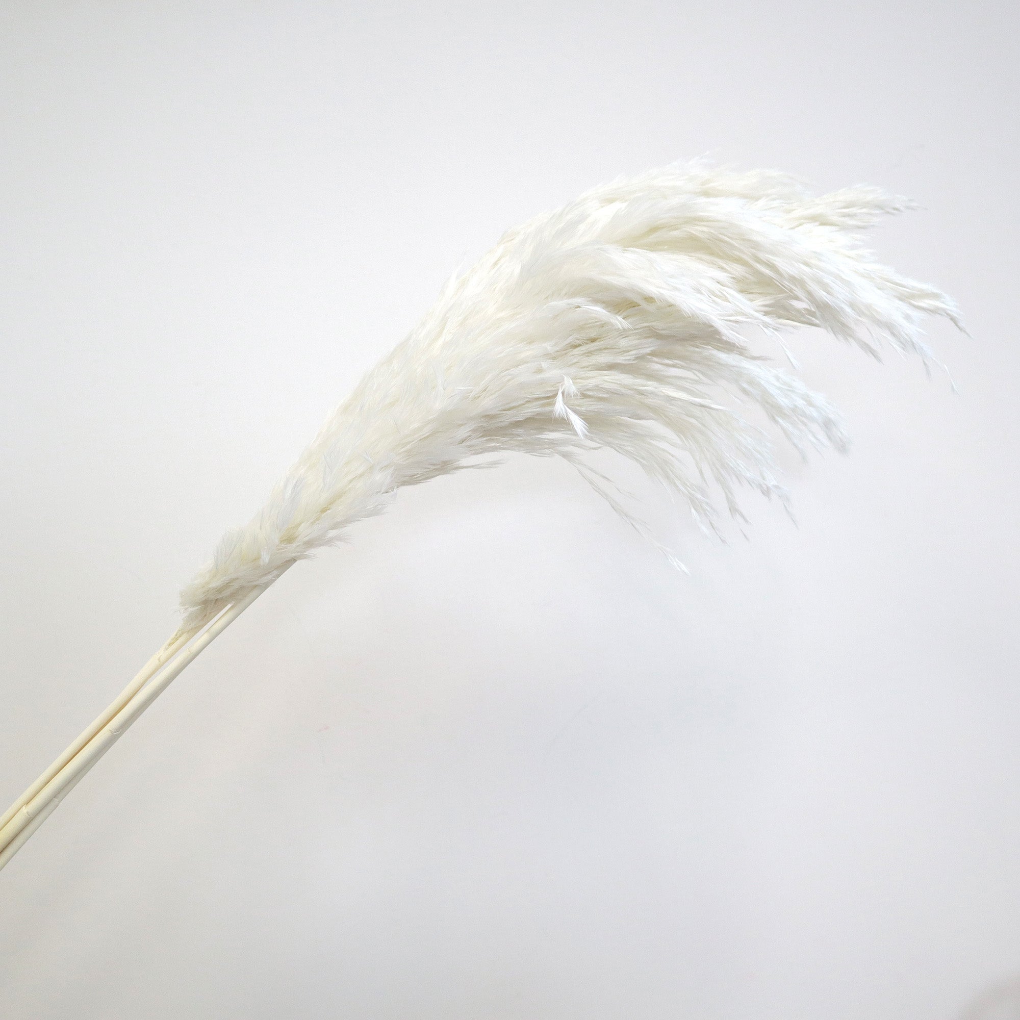 Giant Reeds Grass Off White – Floral Forest Wholesale