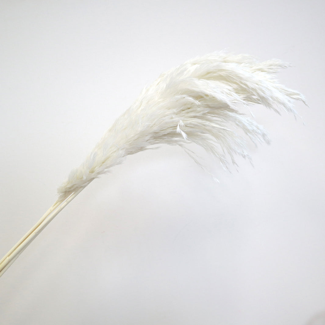 Giant Reeds – Floral Forest Wholesale