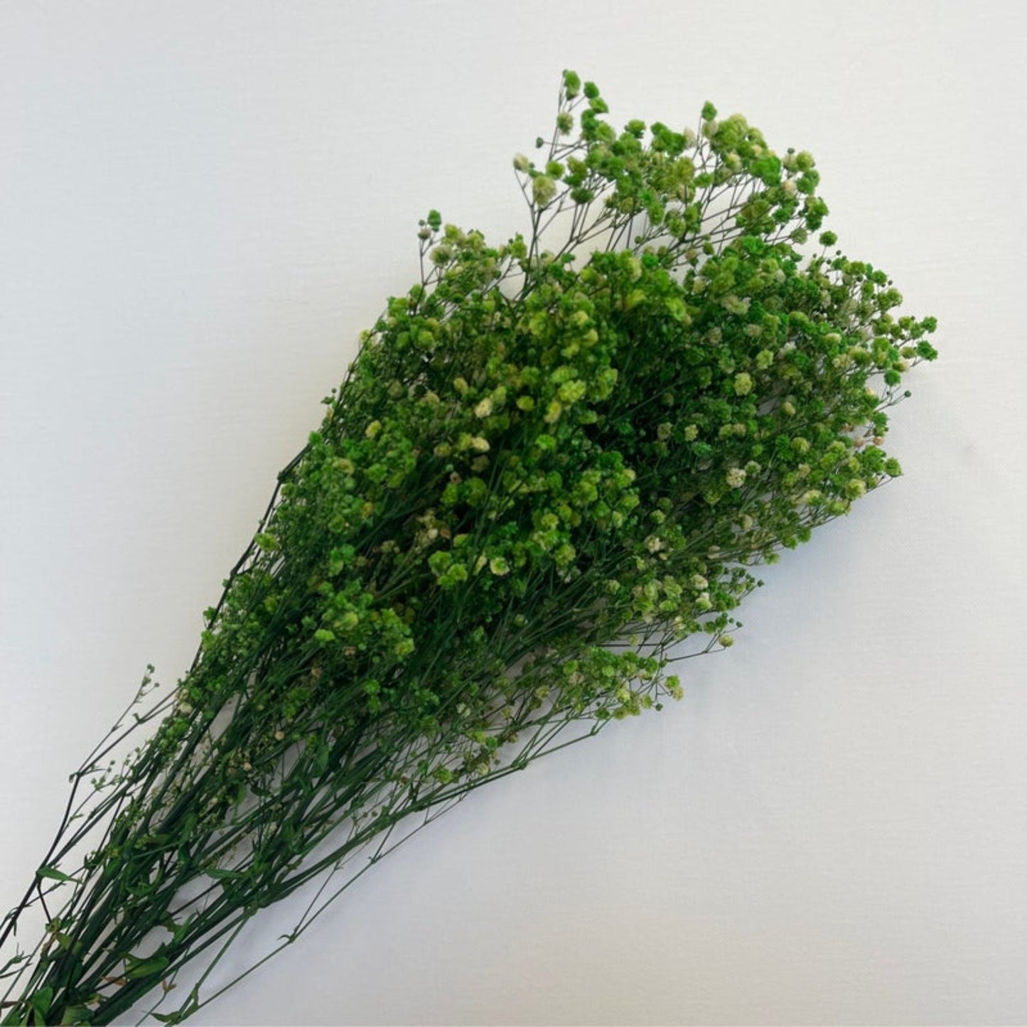 Baby's Breath Green – Floral Forest Wholesale